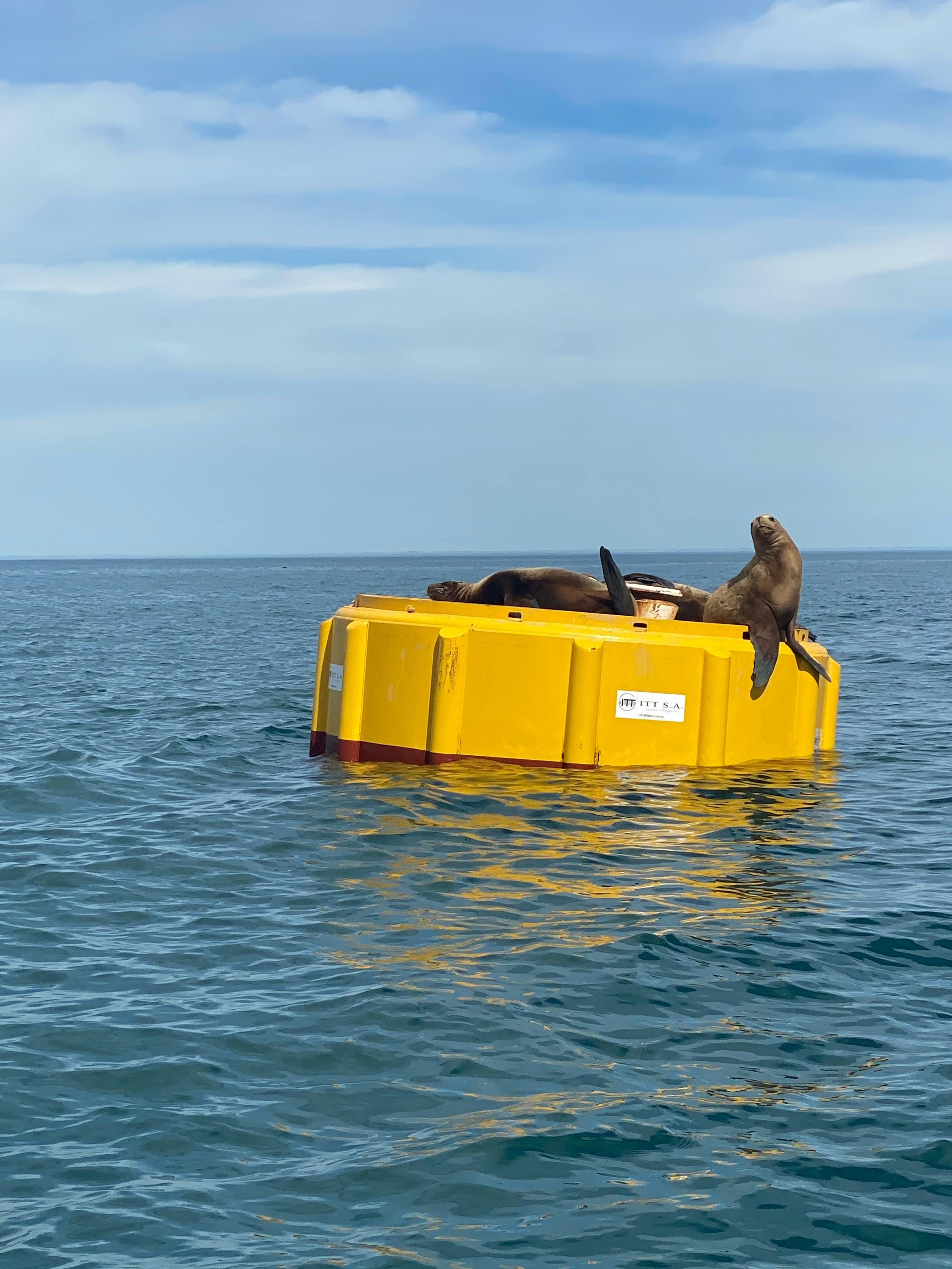 Sea Lions Lying on a Yellow Buoy Floating in the Sea · Free Stock Photo