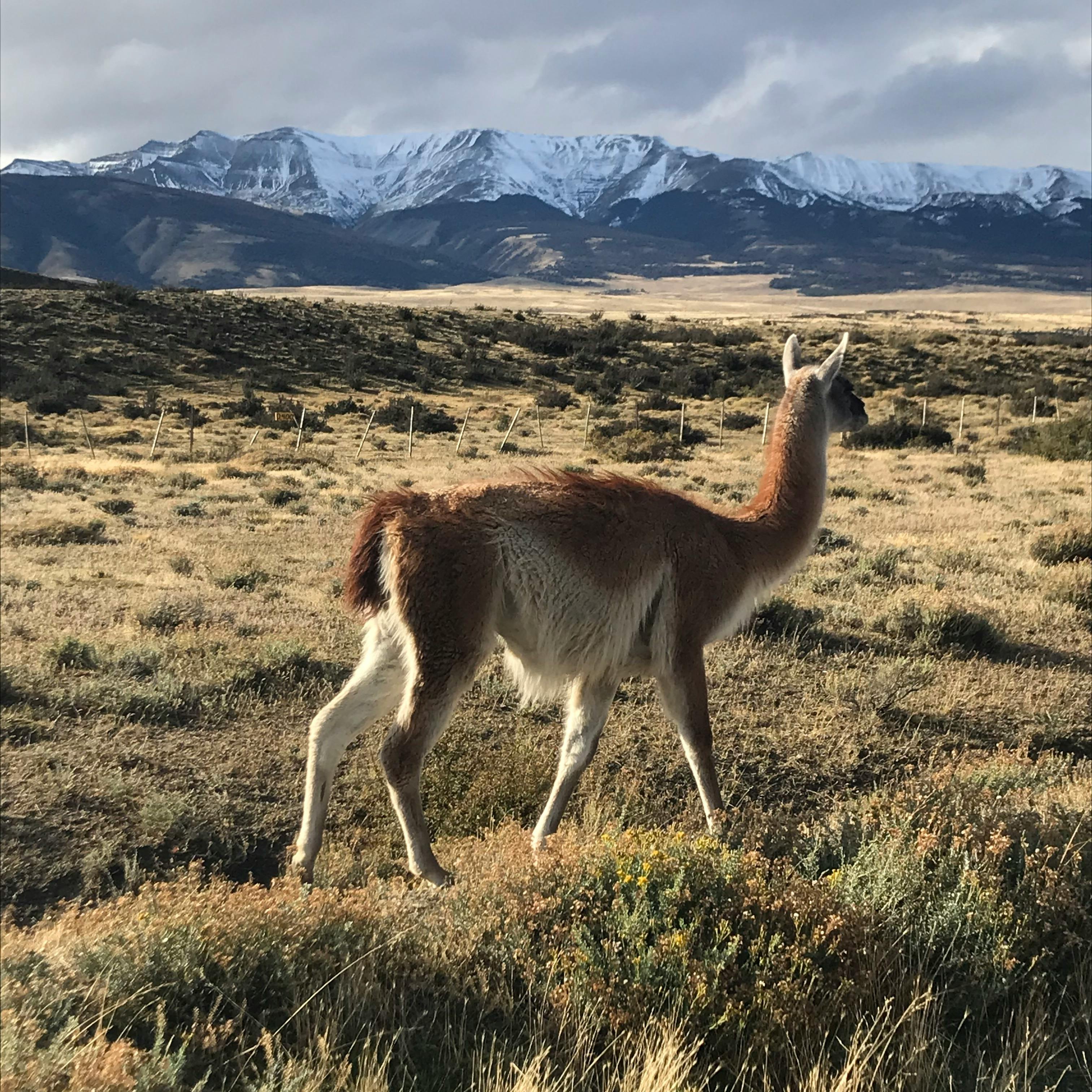 Guanaco · Free Stock Photo