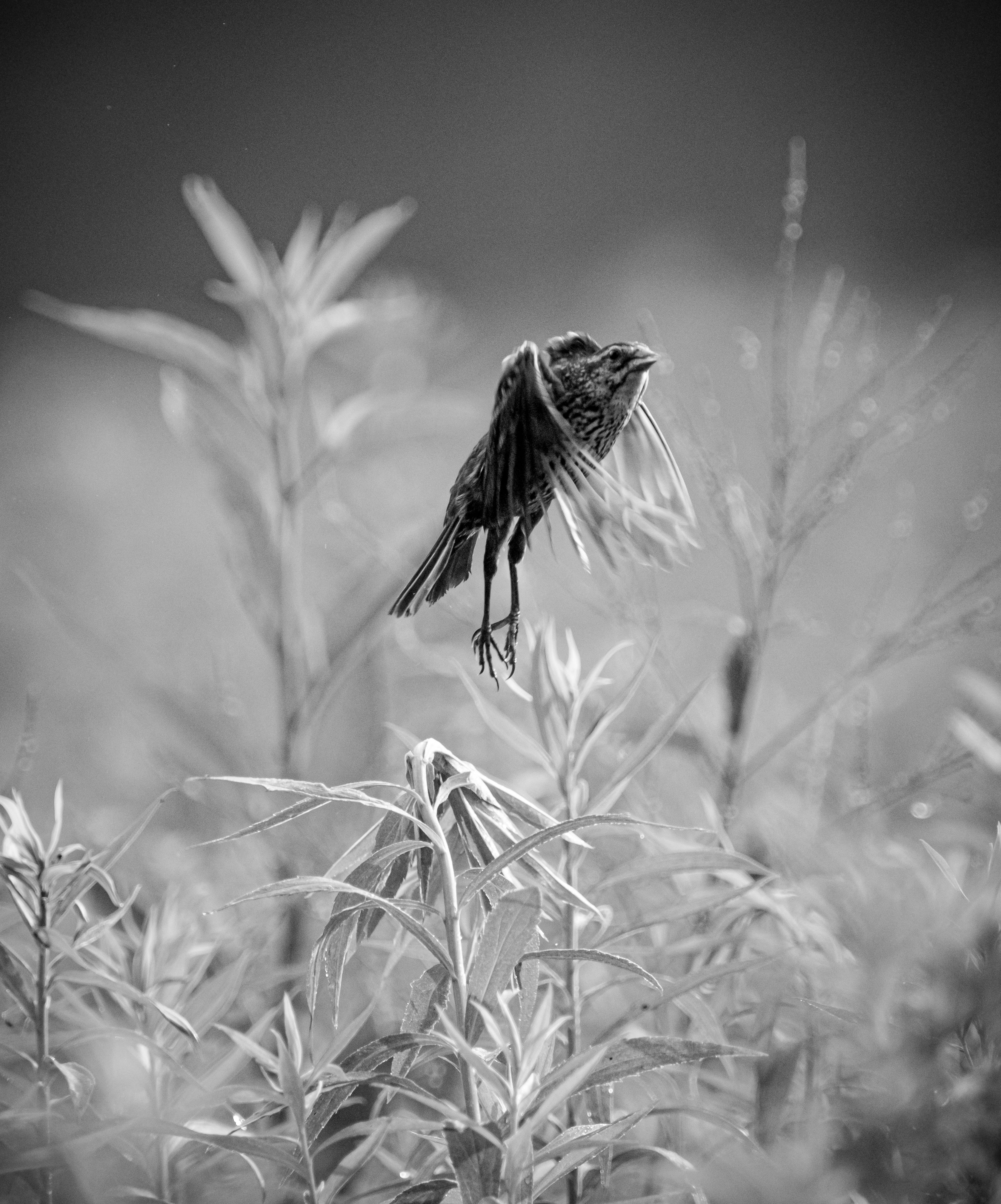 The Melodic Mastery Of Yuan Qu Poetry Photos, Download The BEST Free ...