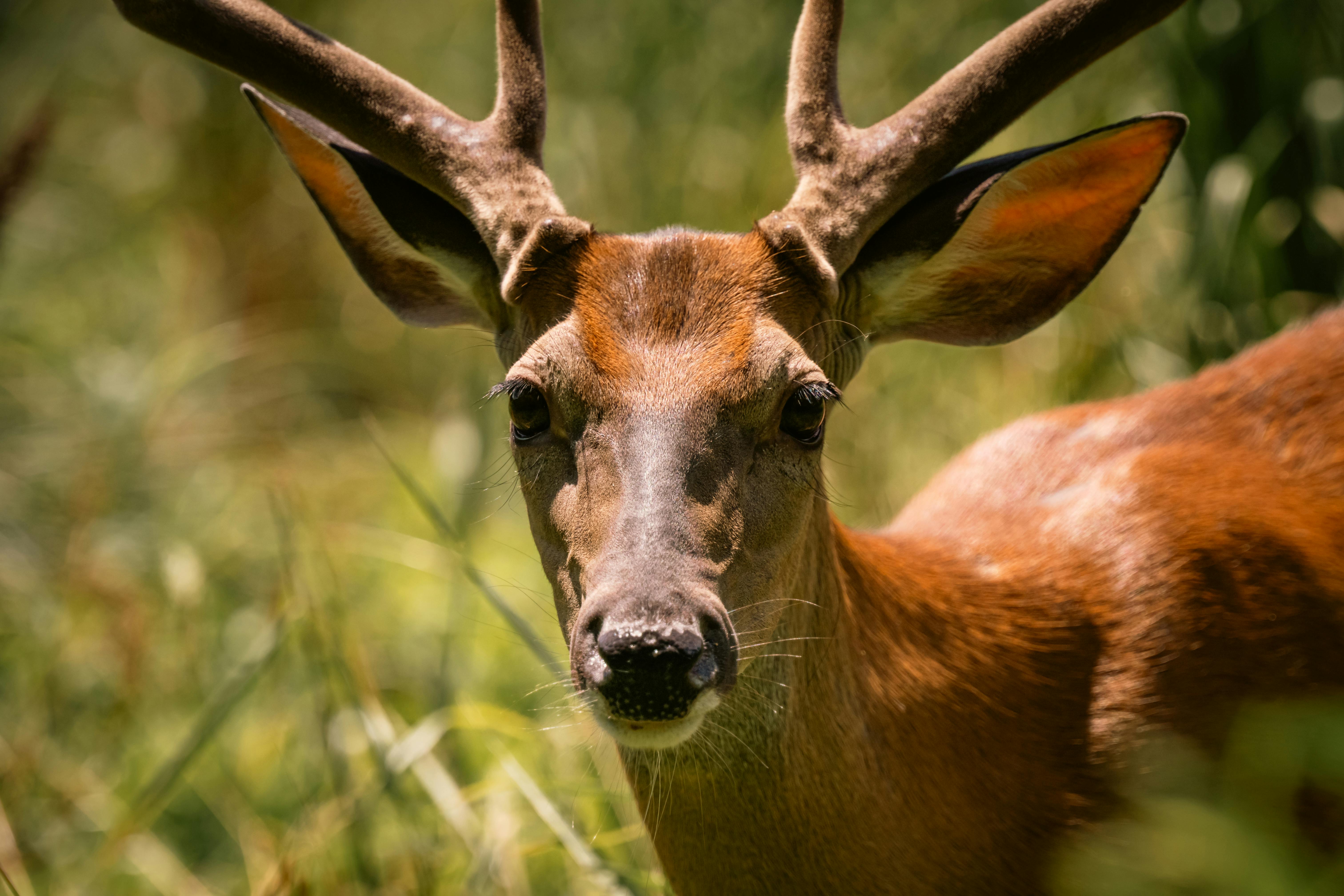 Close Up Photo of a Deer · Free Stock Photo