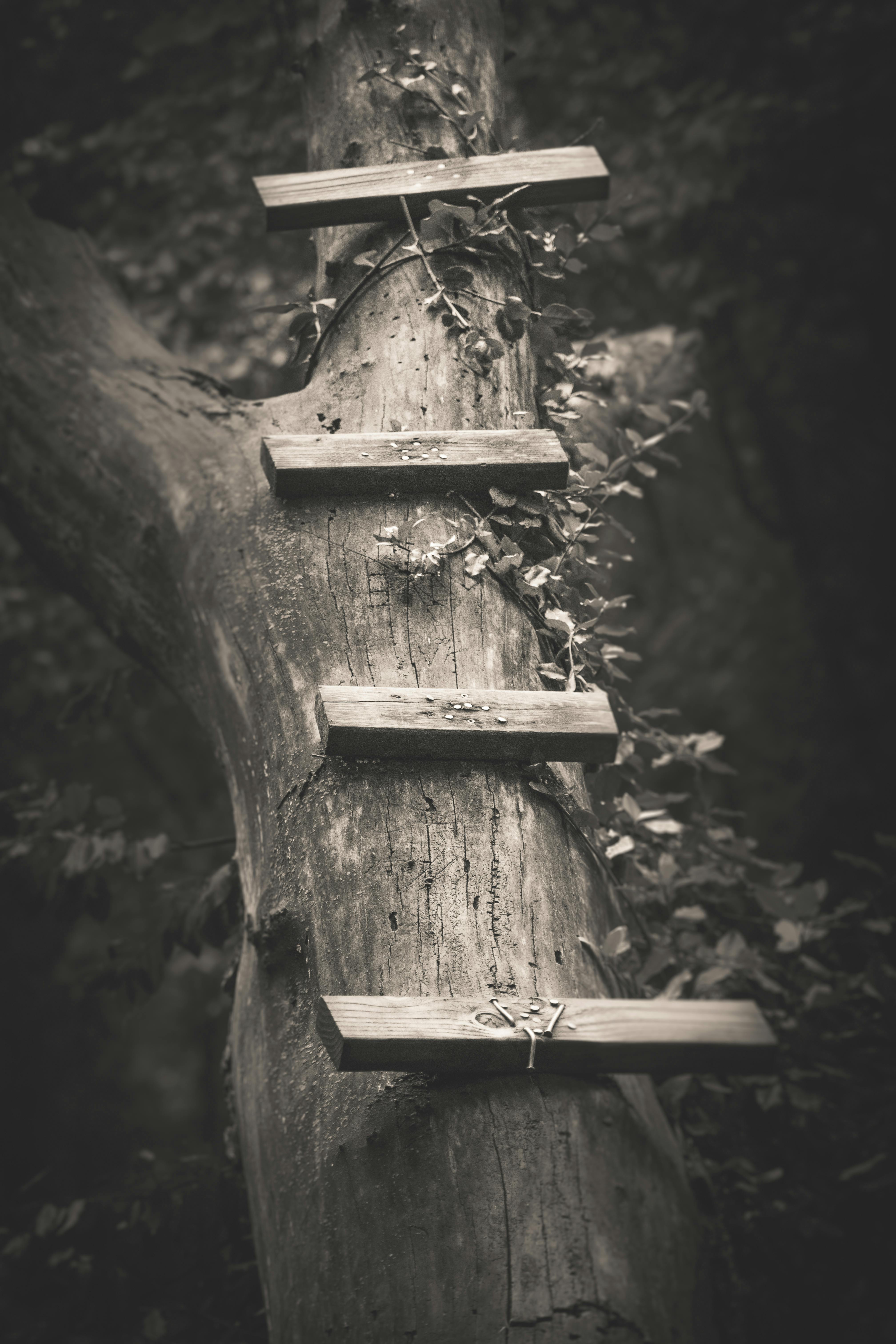 Black and White Photo of a Ladder on a Tree Trunk · Free Stock Photo