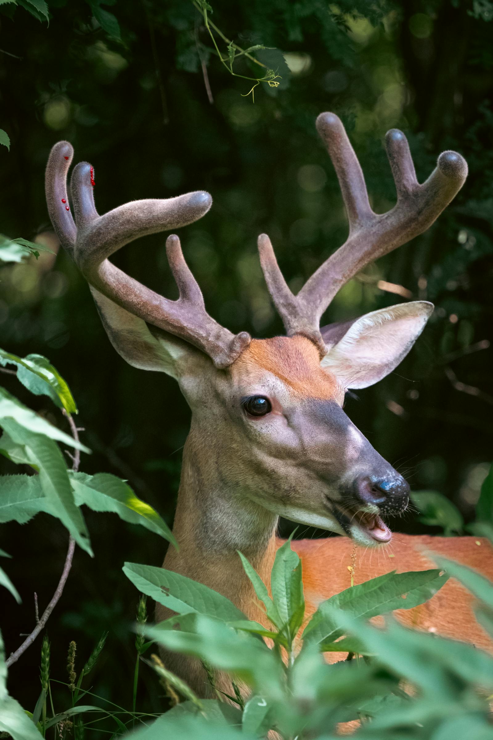 Whitetail Deer Photos, Download The BEST Free Whitetail Deer Stock ...