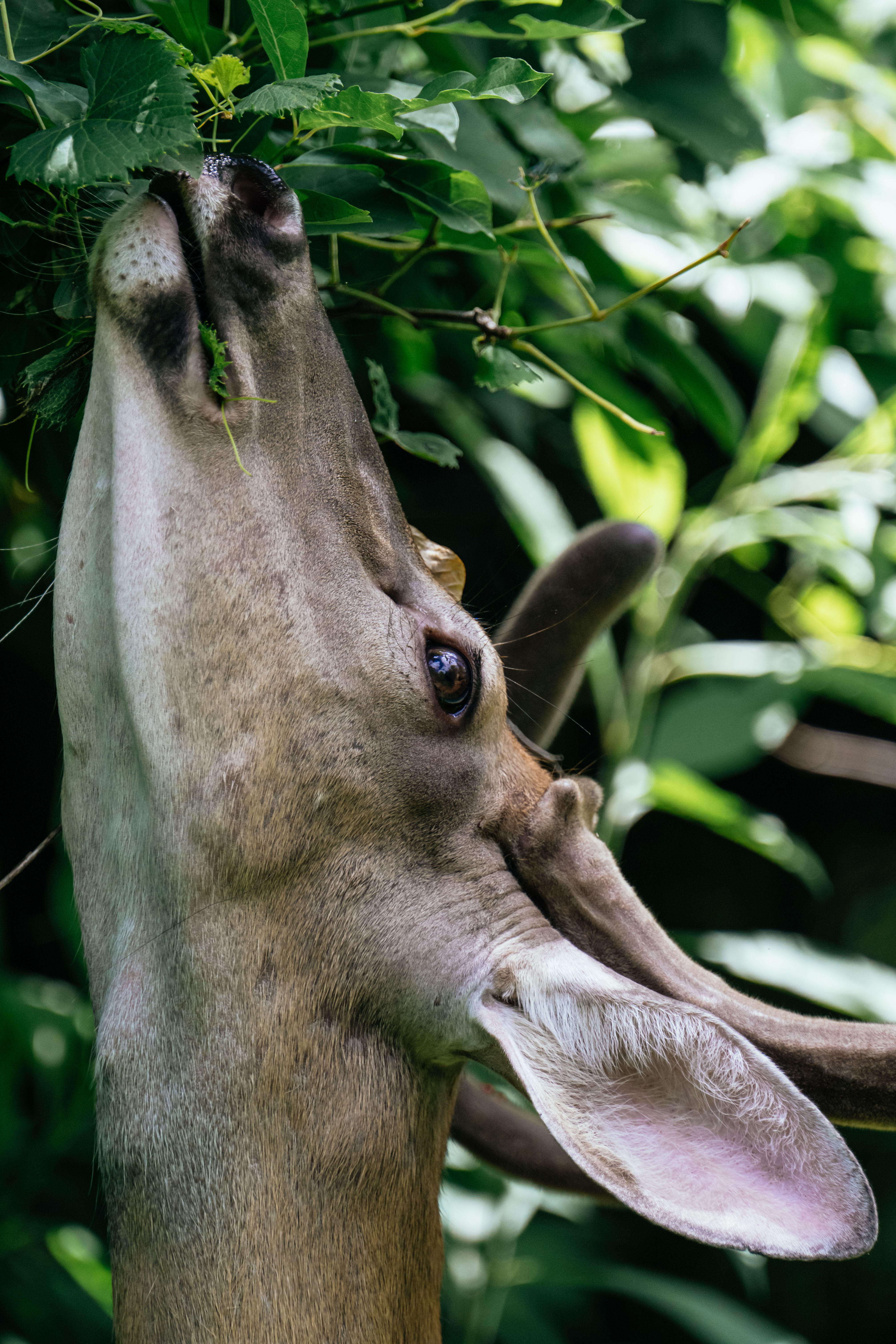 Close-up of a Deer Eating Leaves from a Tree · Free Stock Photo