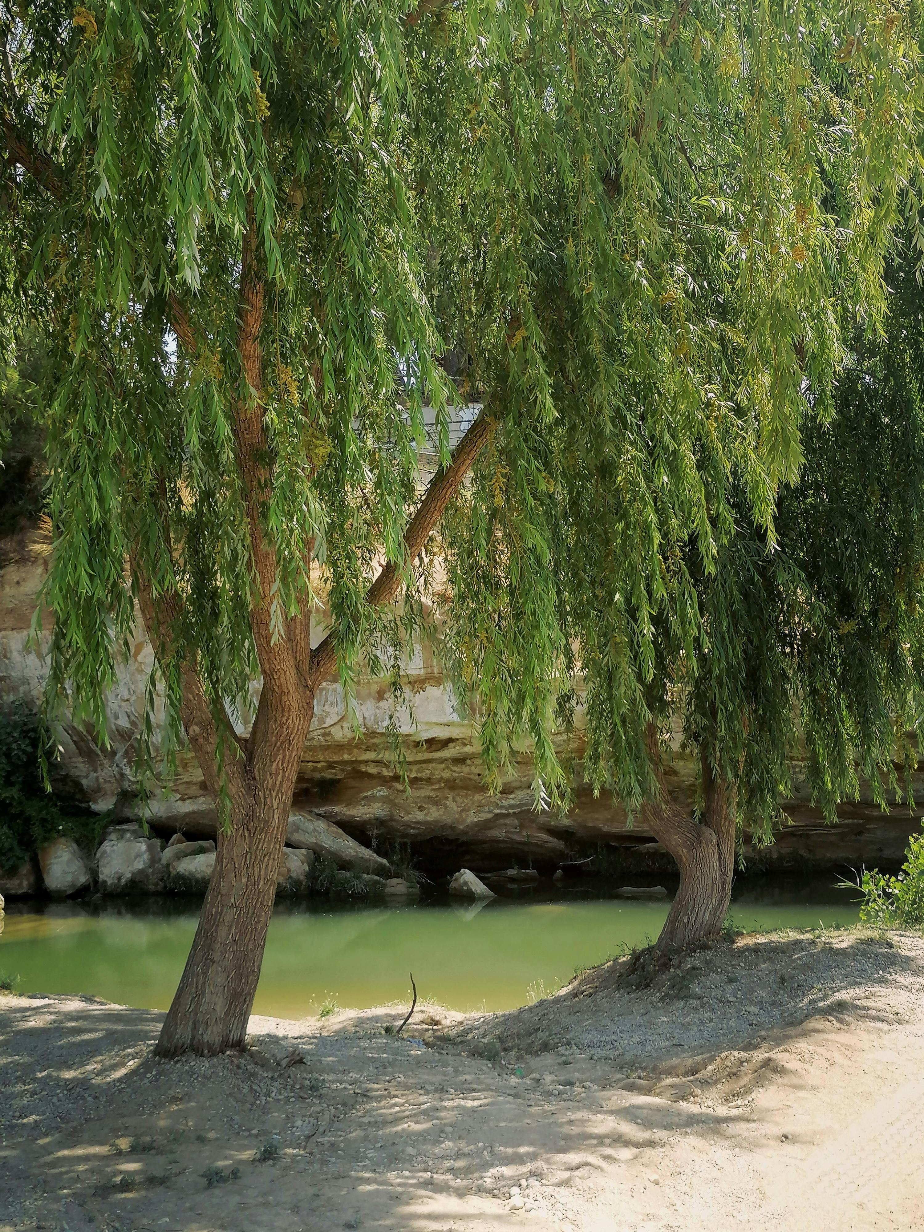 Willow Trees by River · Free Stock Photo