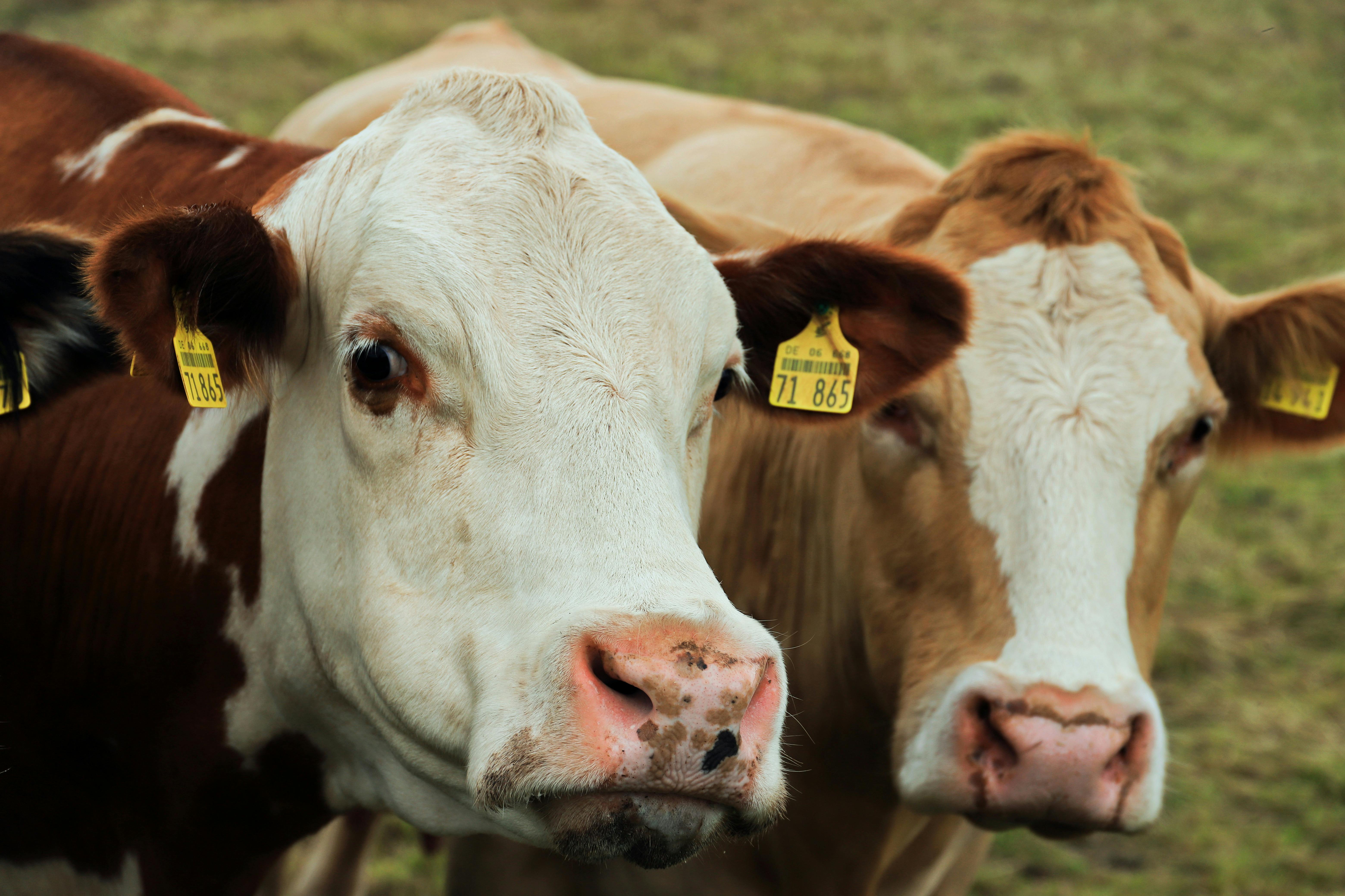 3 Cows in Field Under Clear Blue Sky · Free Stock Photo