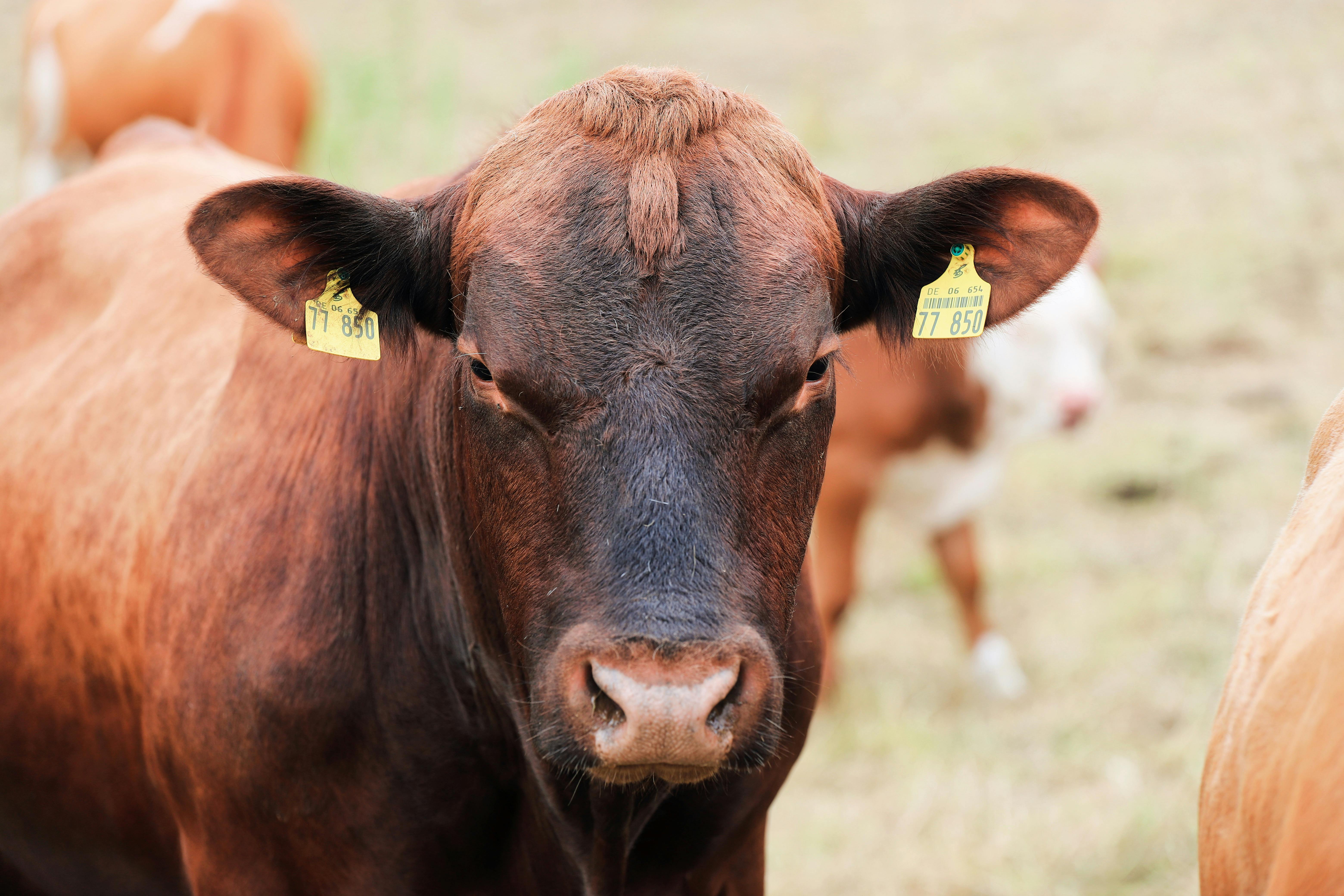 Rind · Free Stock Photo