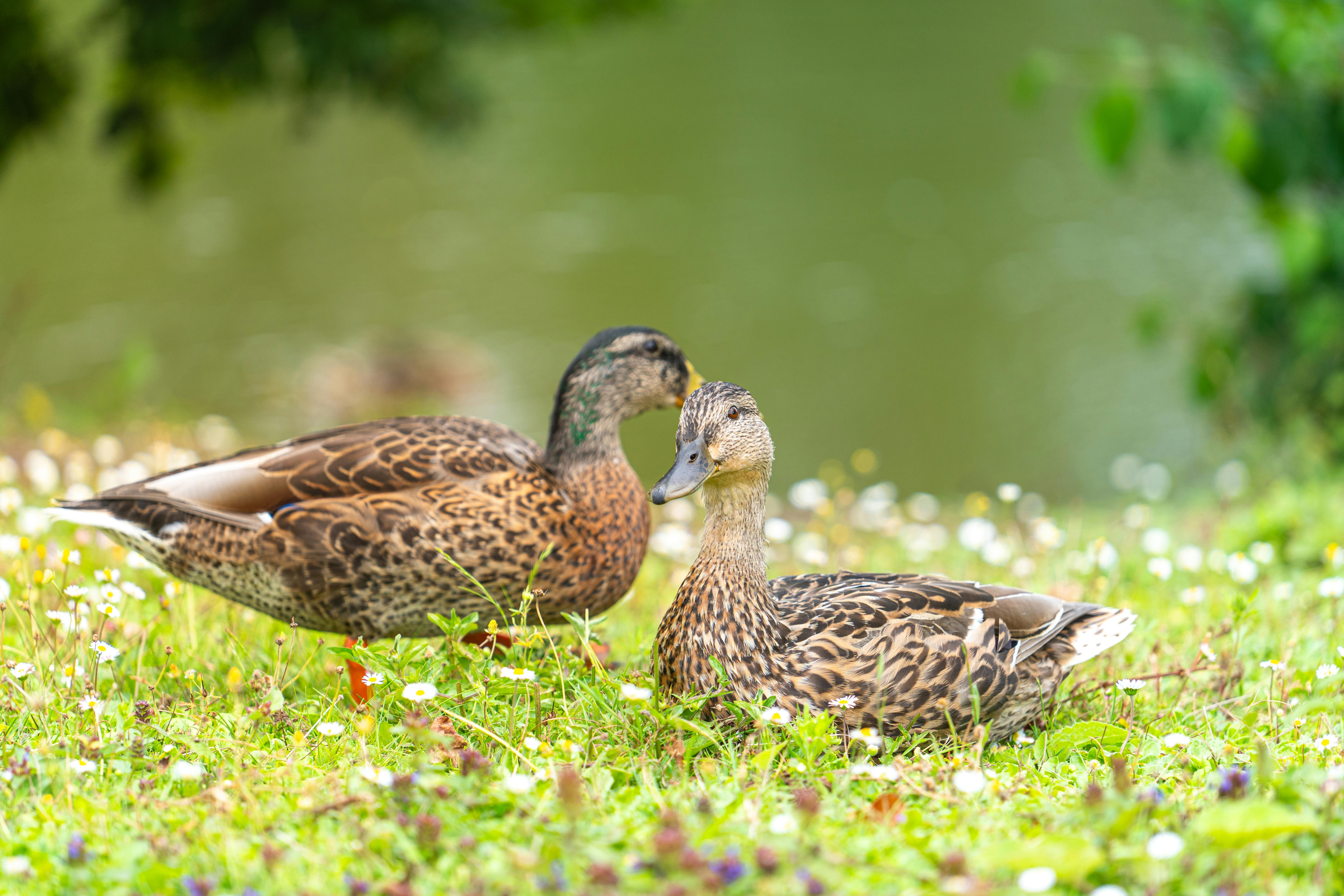 Ducks · Free Stock Photo