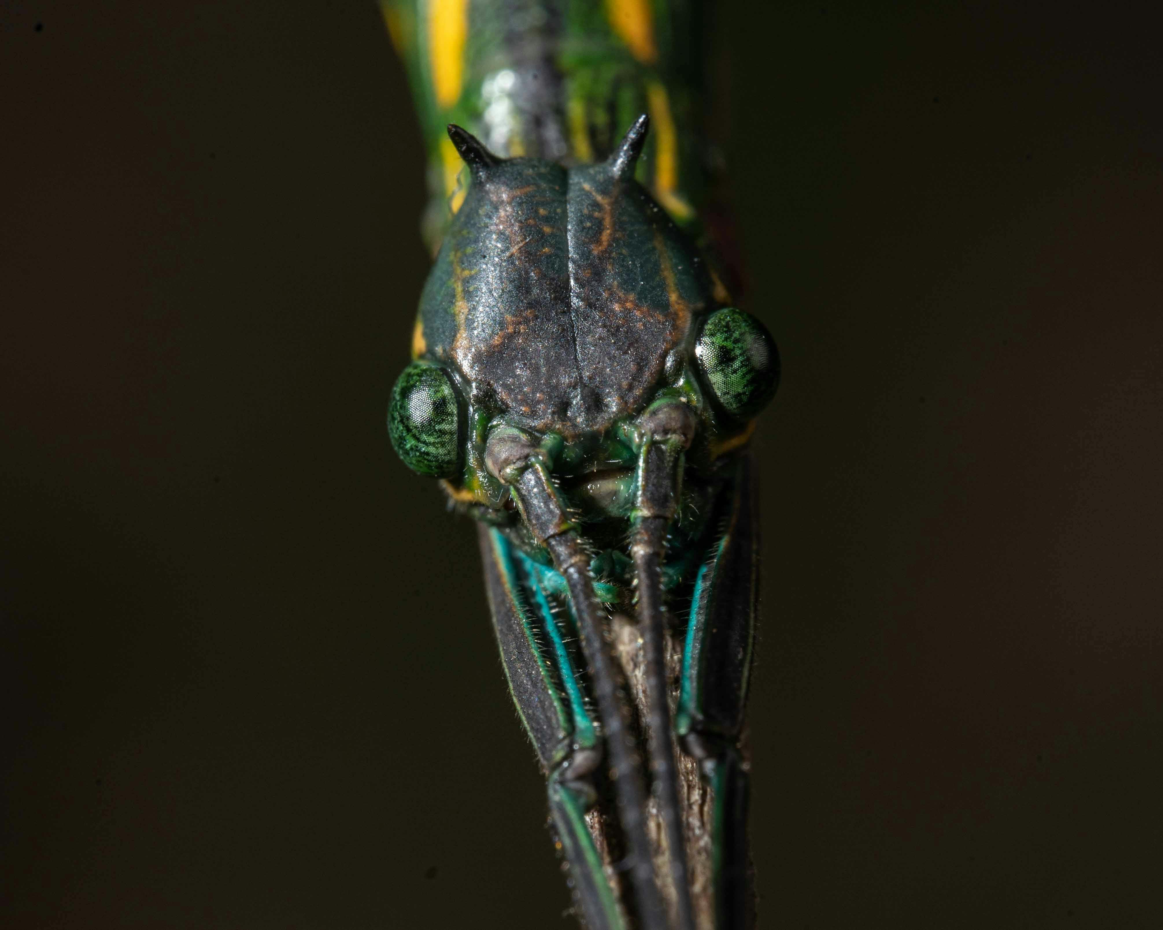 Insecto con cuernos de la selva peruana · Free Stock Photo