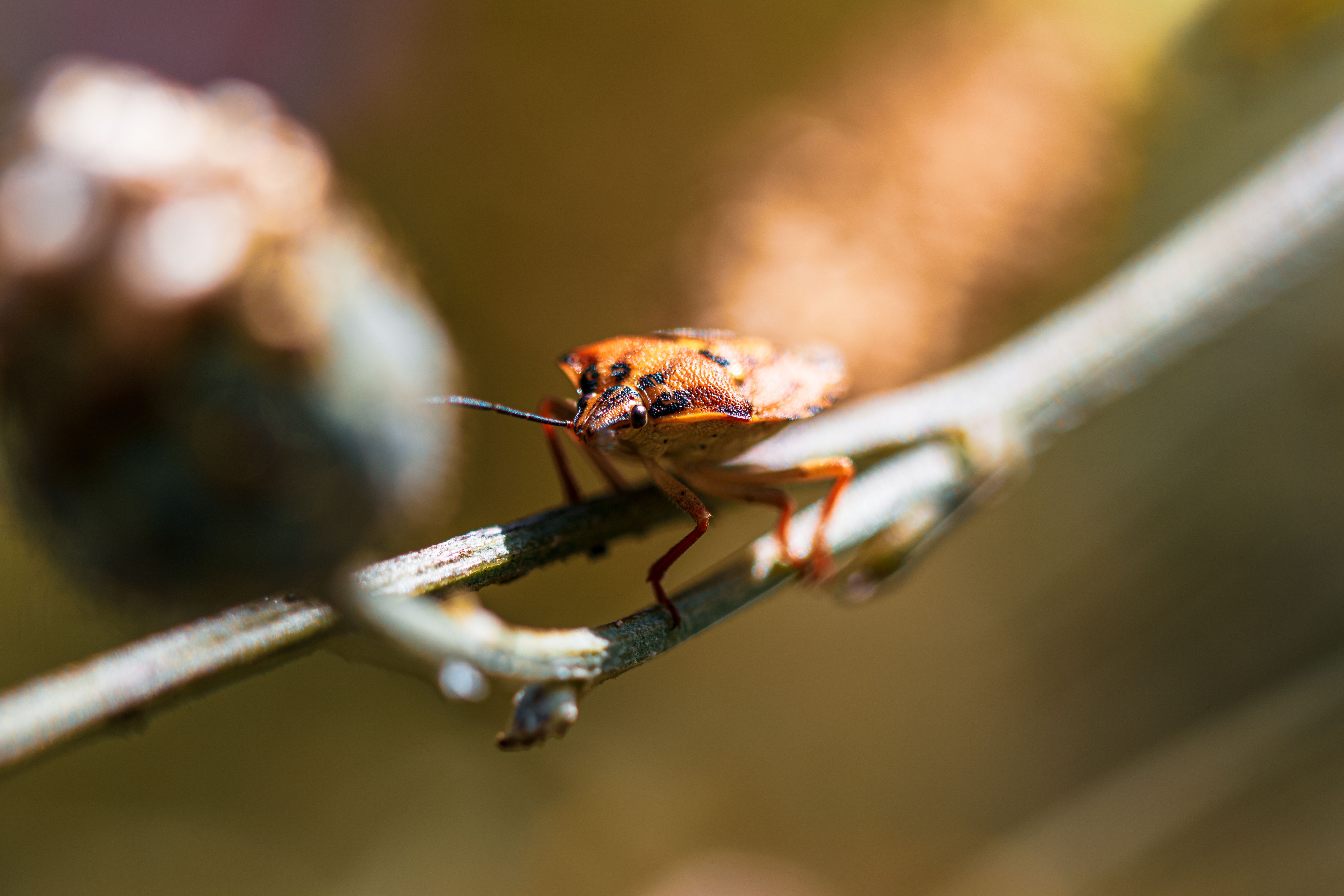 Extreme Close-up of a Shield Bug Sitting on a Stick · Free Stock Photo