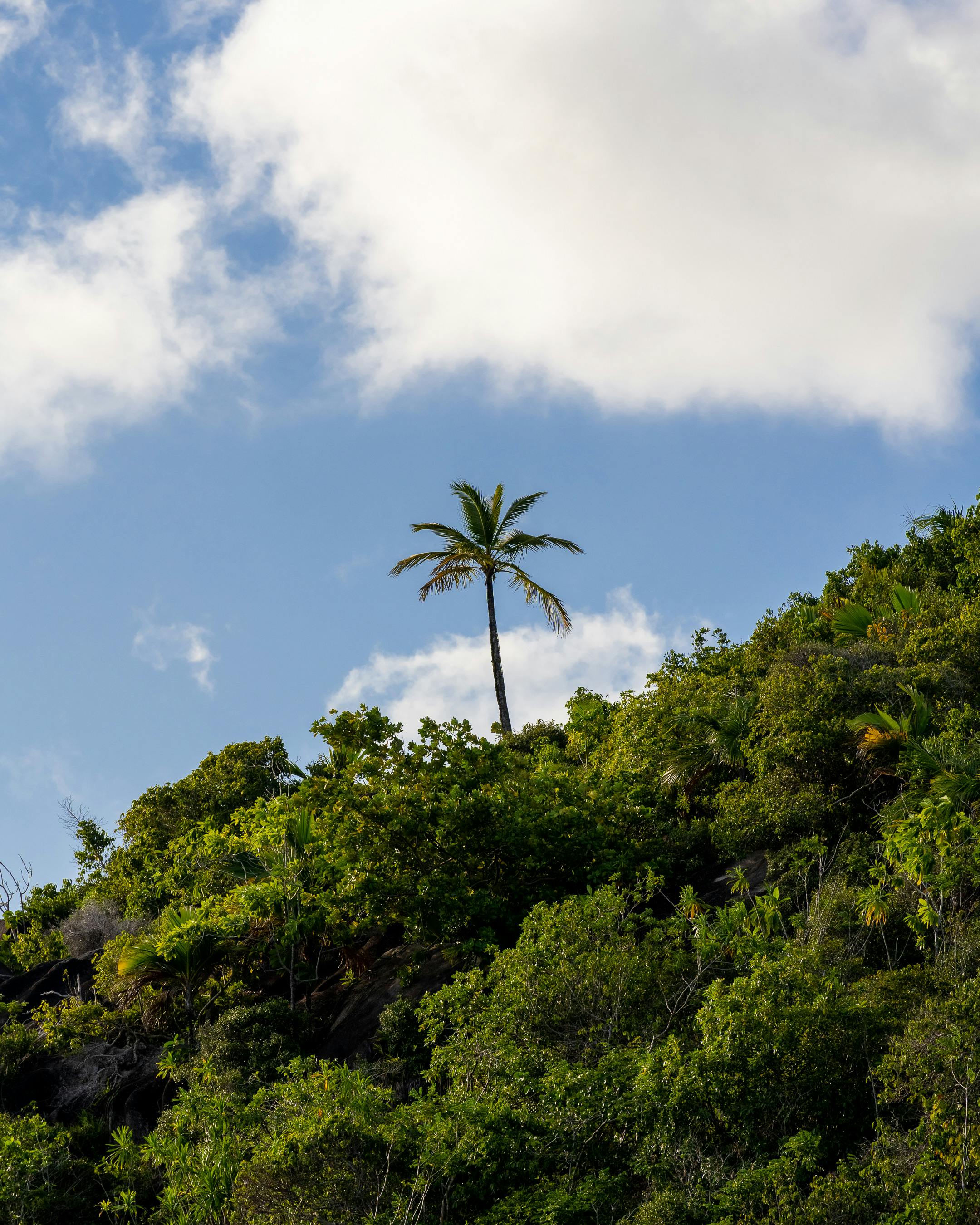 Seychelles Nature · Free Stock Photo