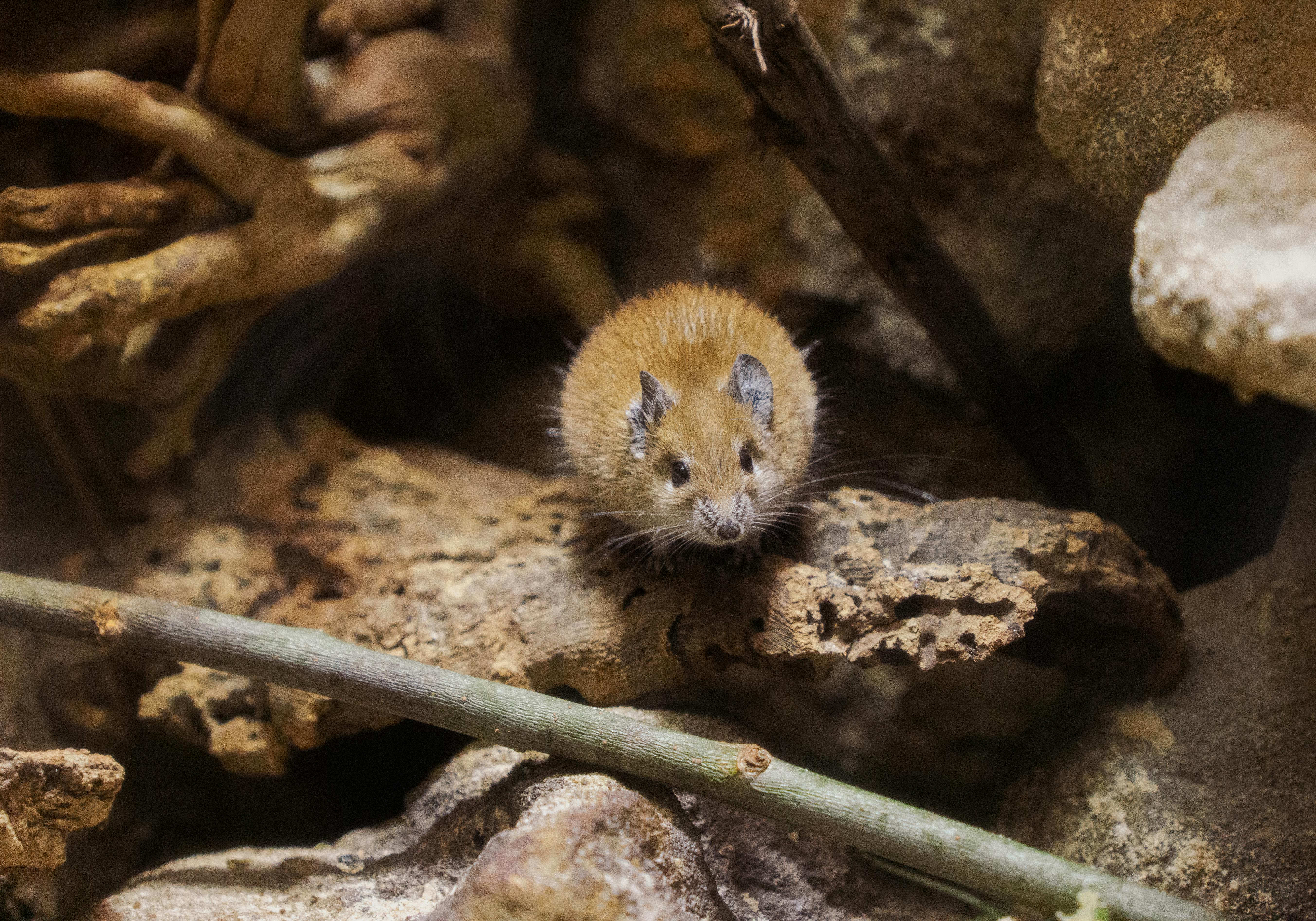 Golden Spiny Mouse · Free Stock Photo