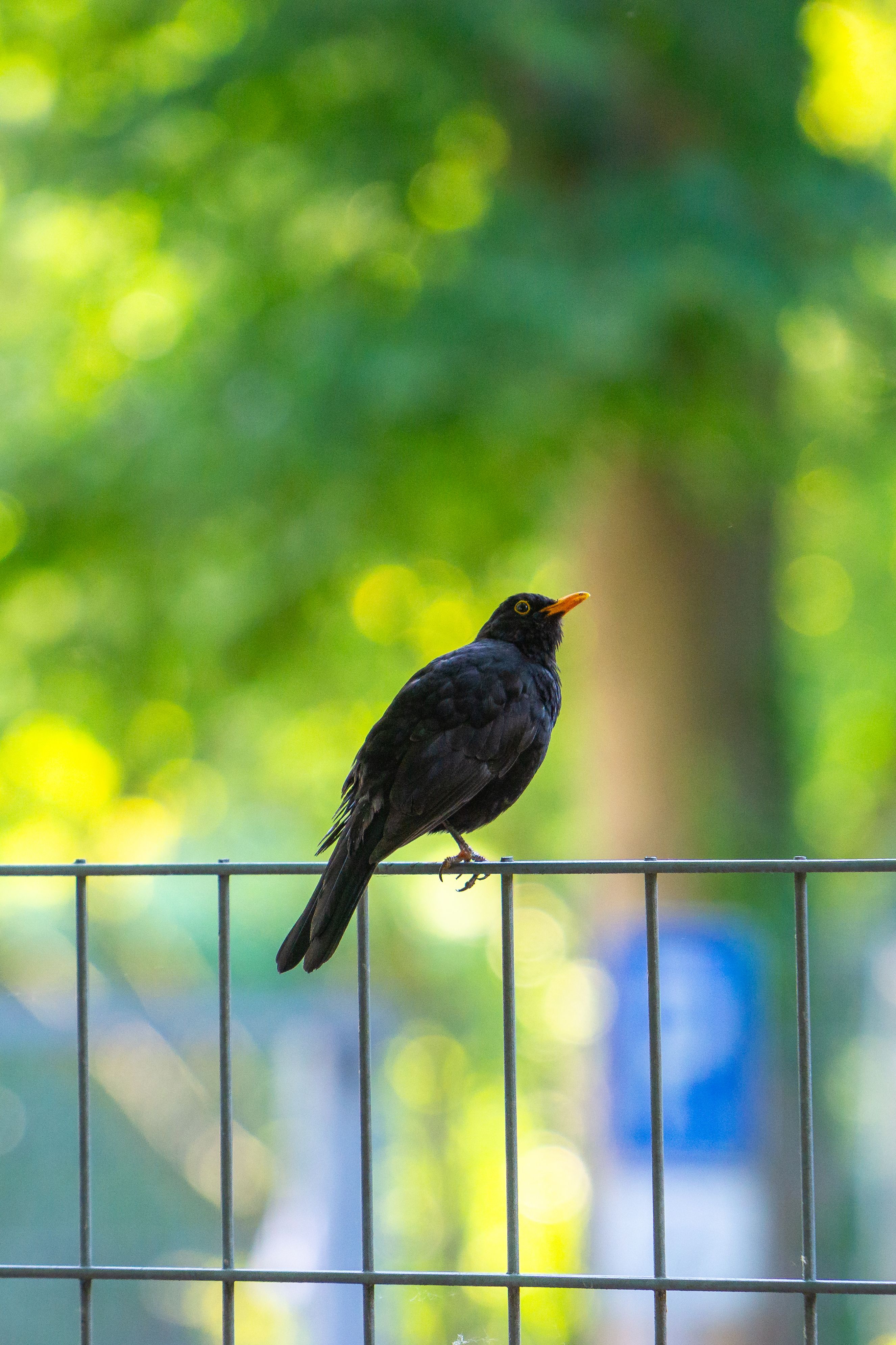 Blackbird Perching on Fence · Free Stock Photo