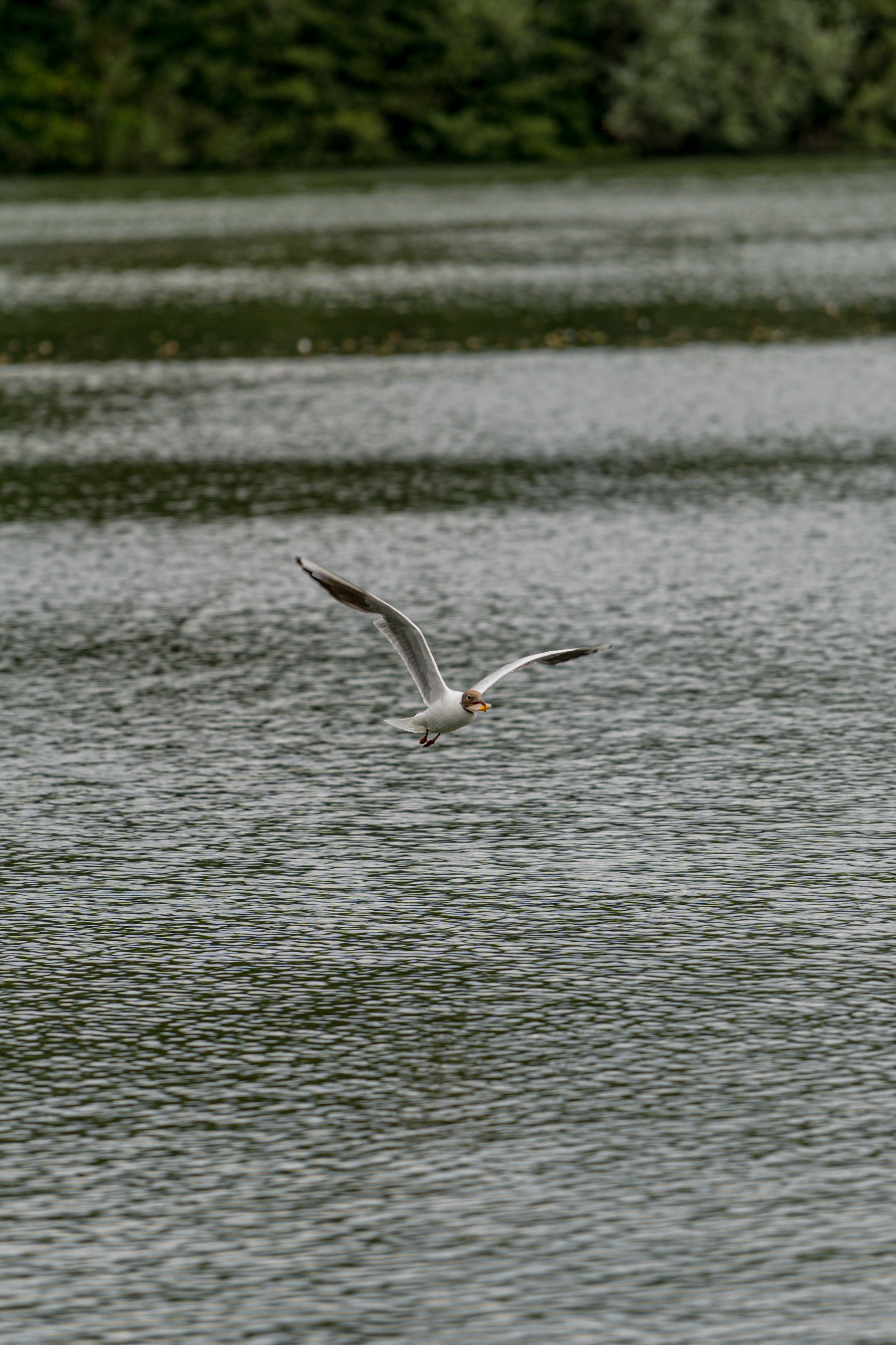 Bird Flying over Water · Free Stock Photo