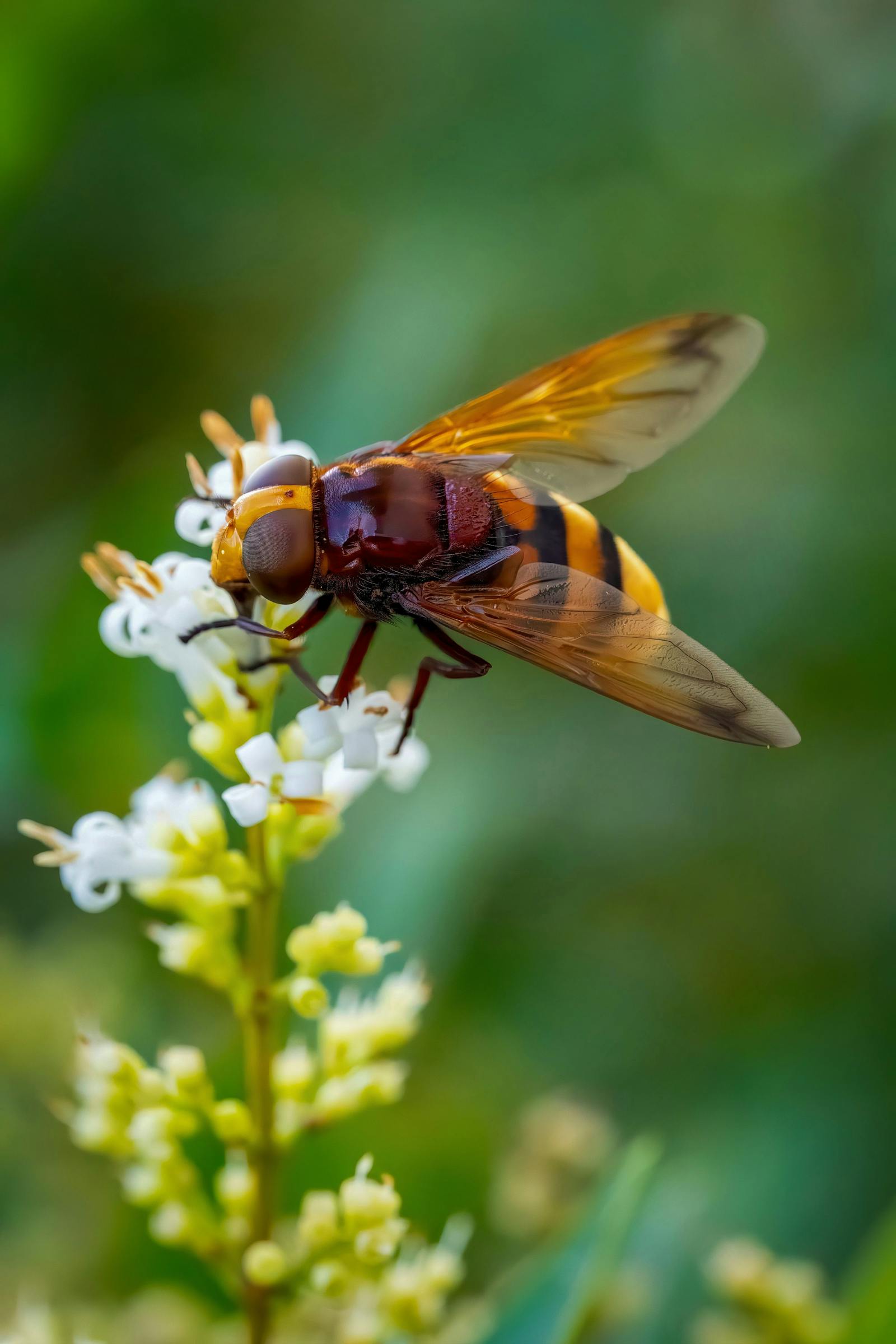 Bee Wings Photos, Download The BEST Free Bee Wings Stock Photos & HD Images
