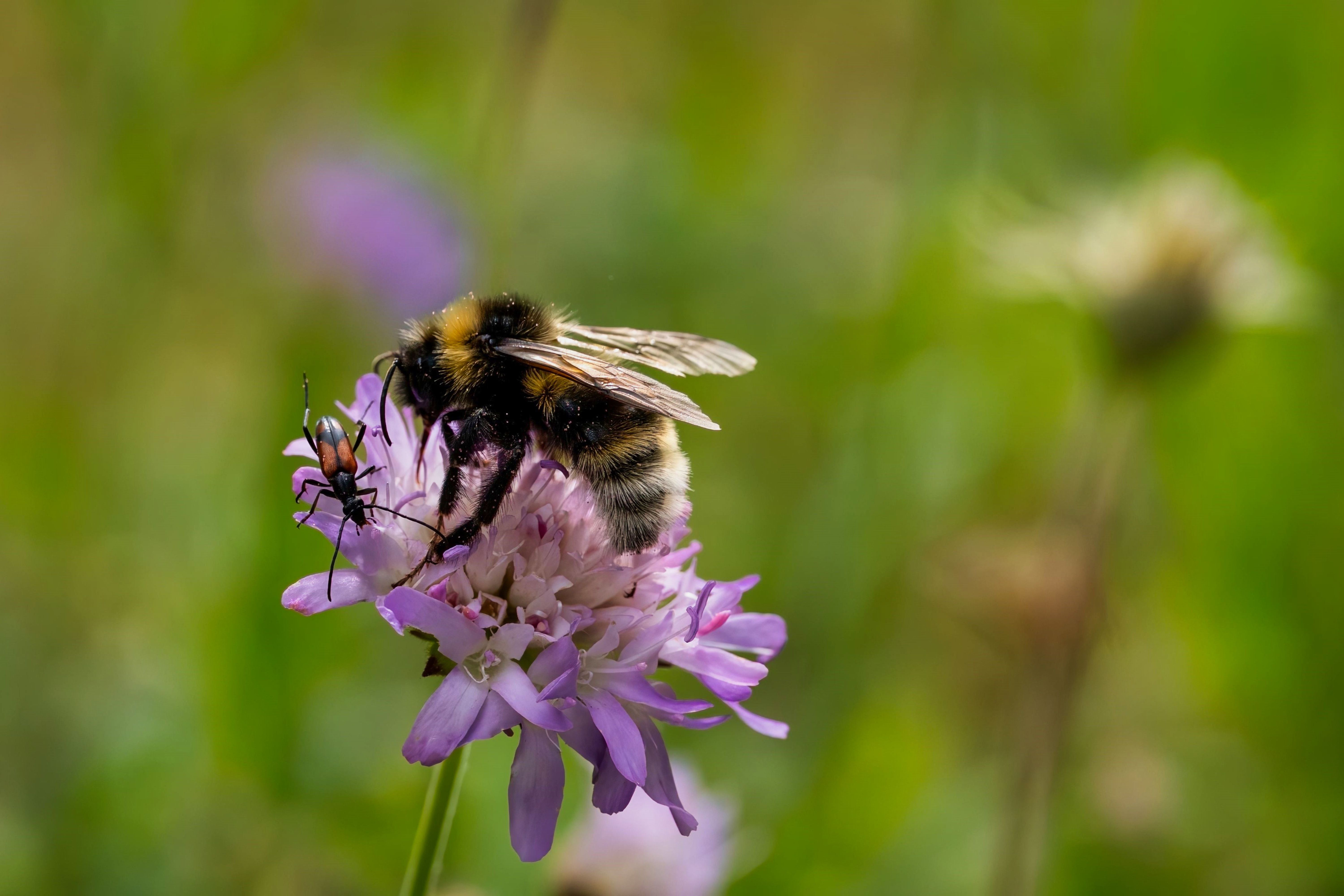Bees And Insects Photos, Download The BEST Free Bees And Insects Stock ...