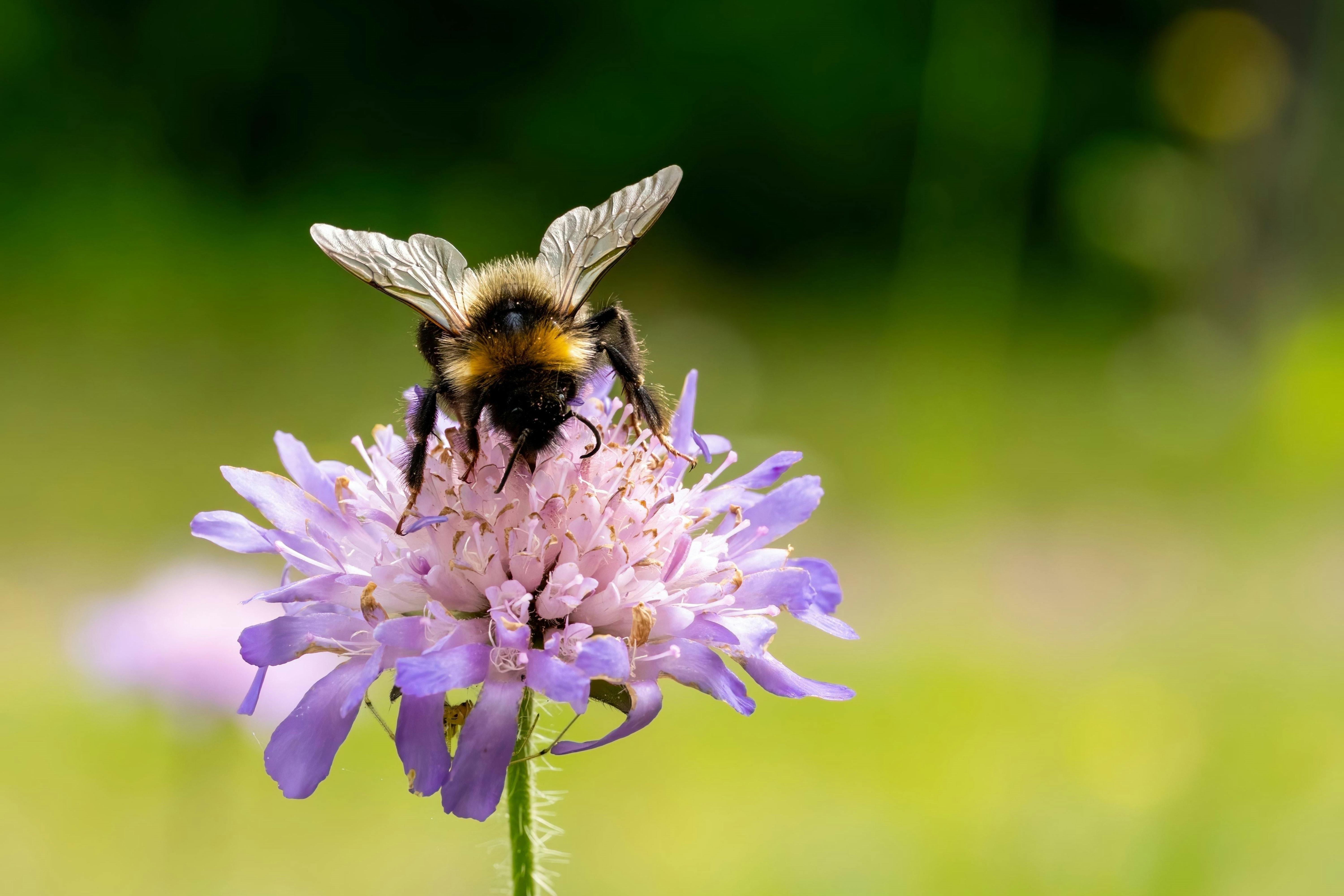 Bumblebee on Flower · Free Stock Photo