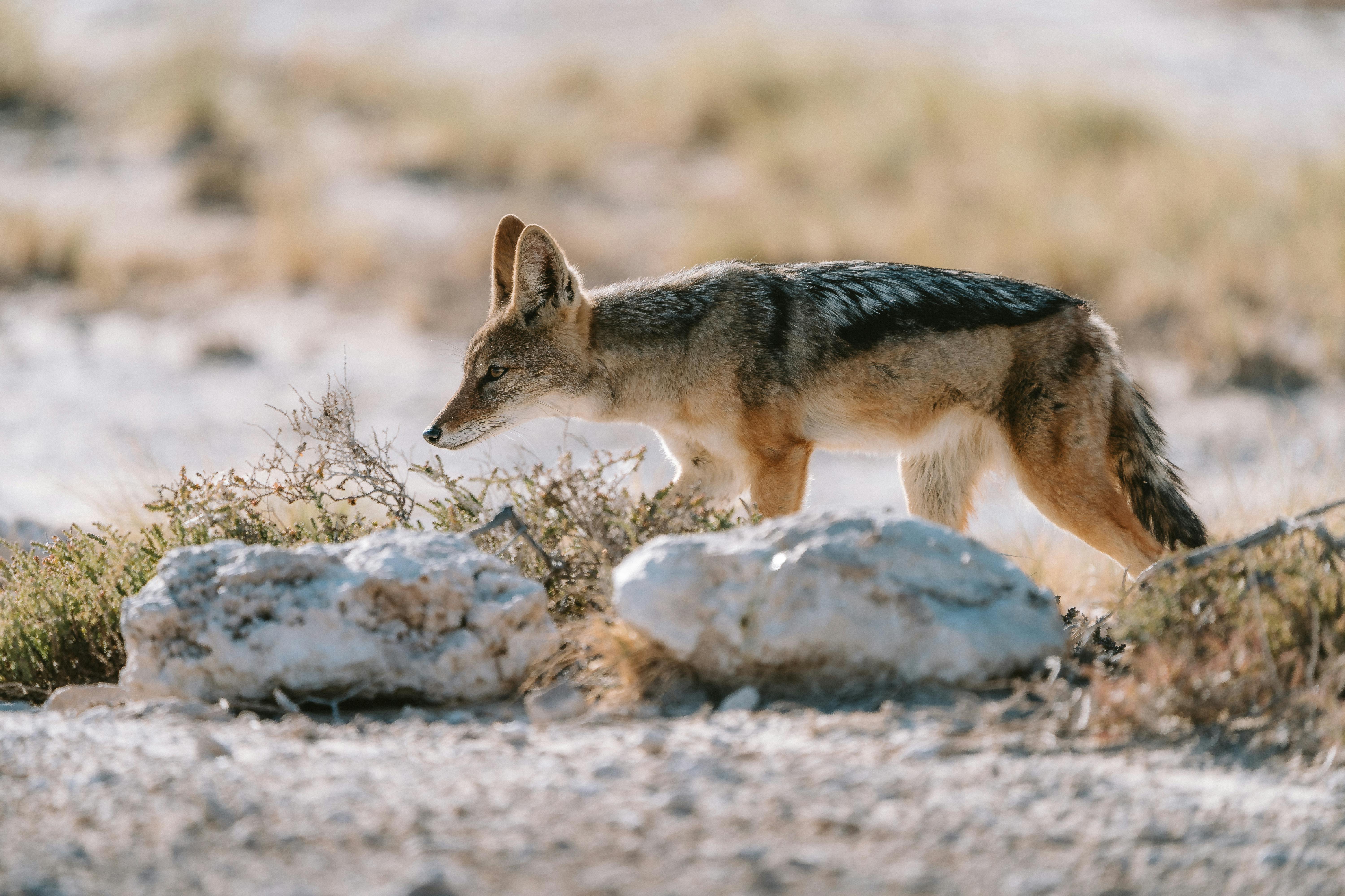 Otavi Namibia Photos, Download The BEST Free Otavi Namibia Stock Photos ...