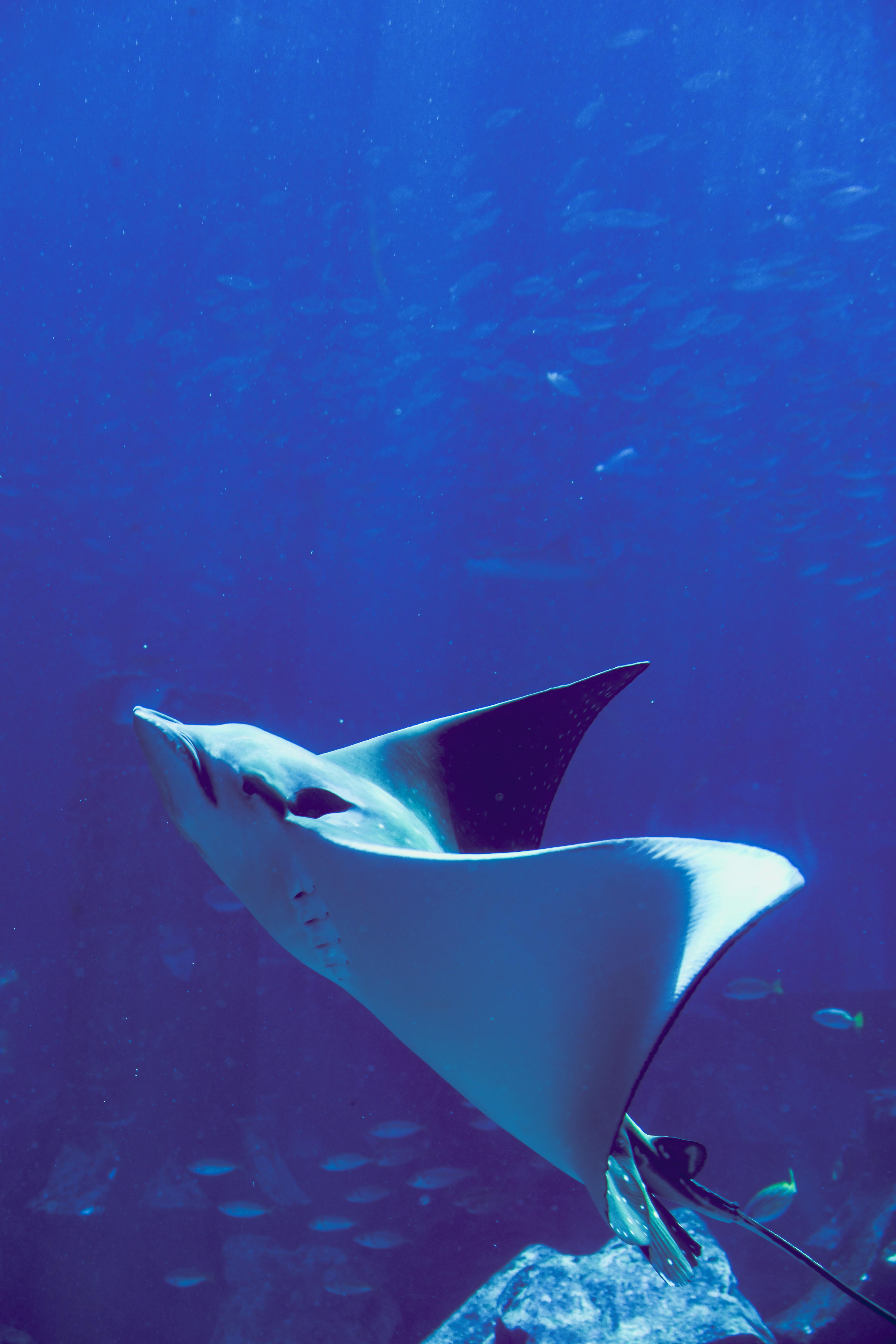 Deep Ocean Shark Photos, Download The BEST Free Deep Ocean Shark Stock ...