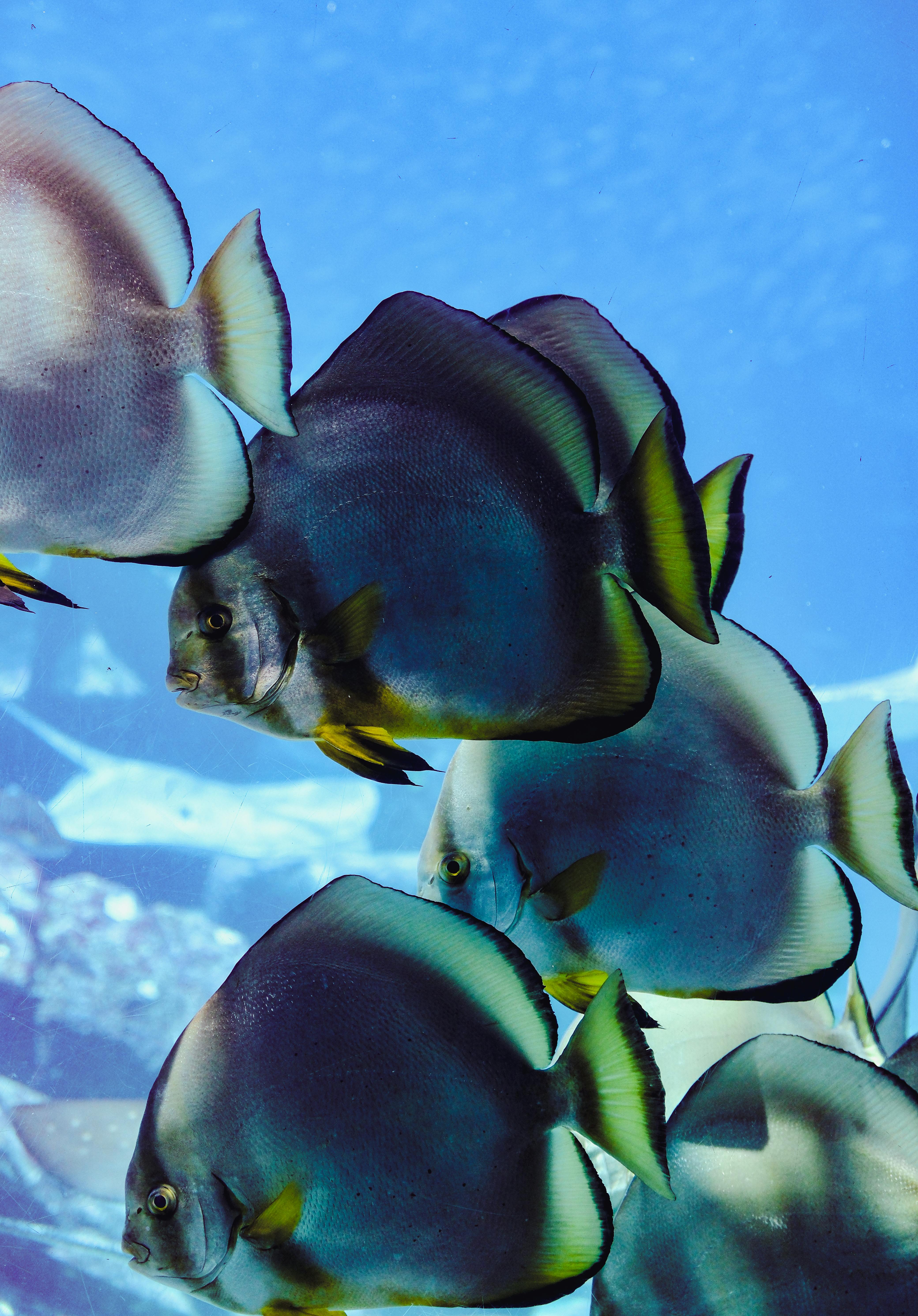 A group of fish swimming in the water · Free Stock Photo