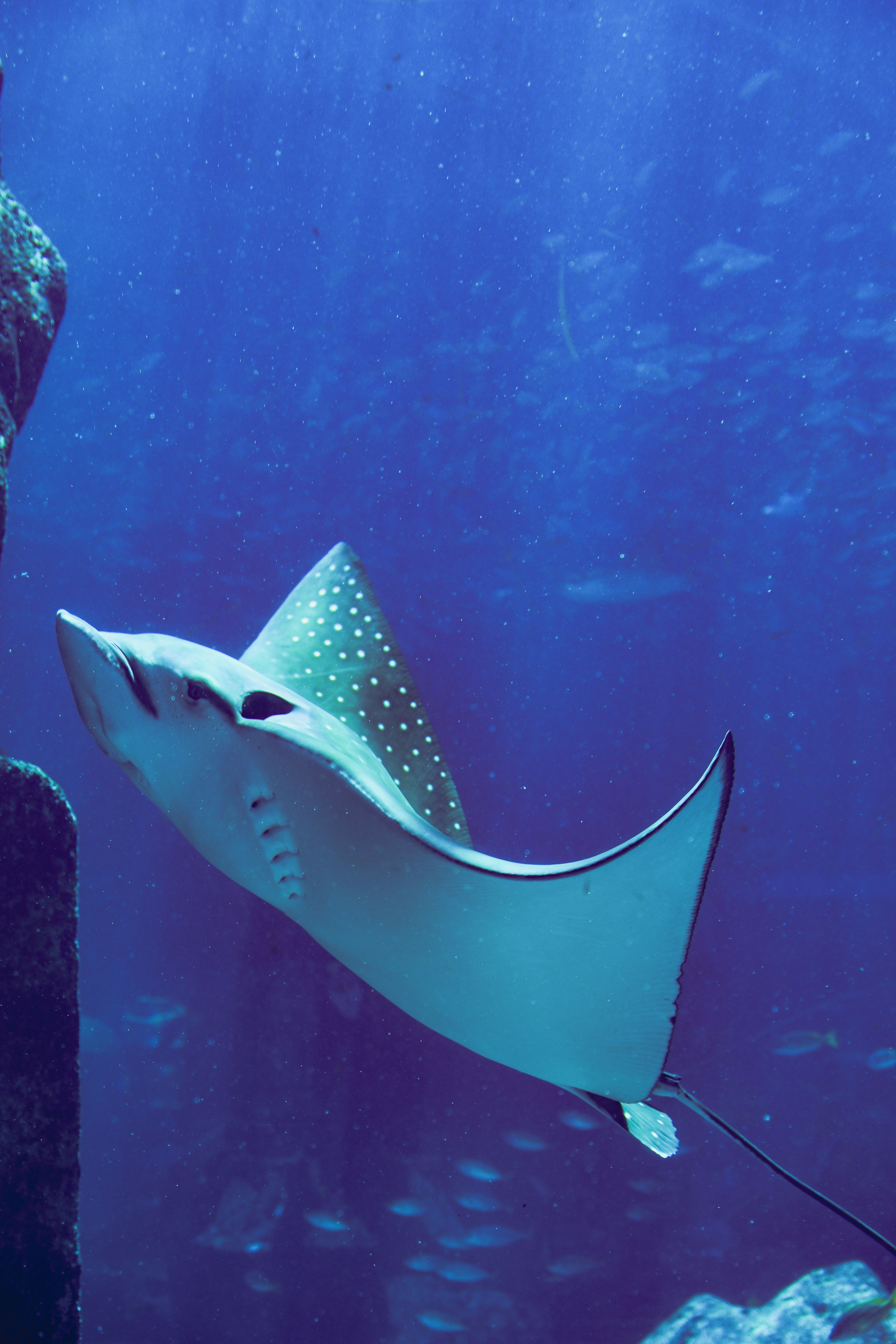A manta ray swimming in the ocean · Free Stock Photo