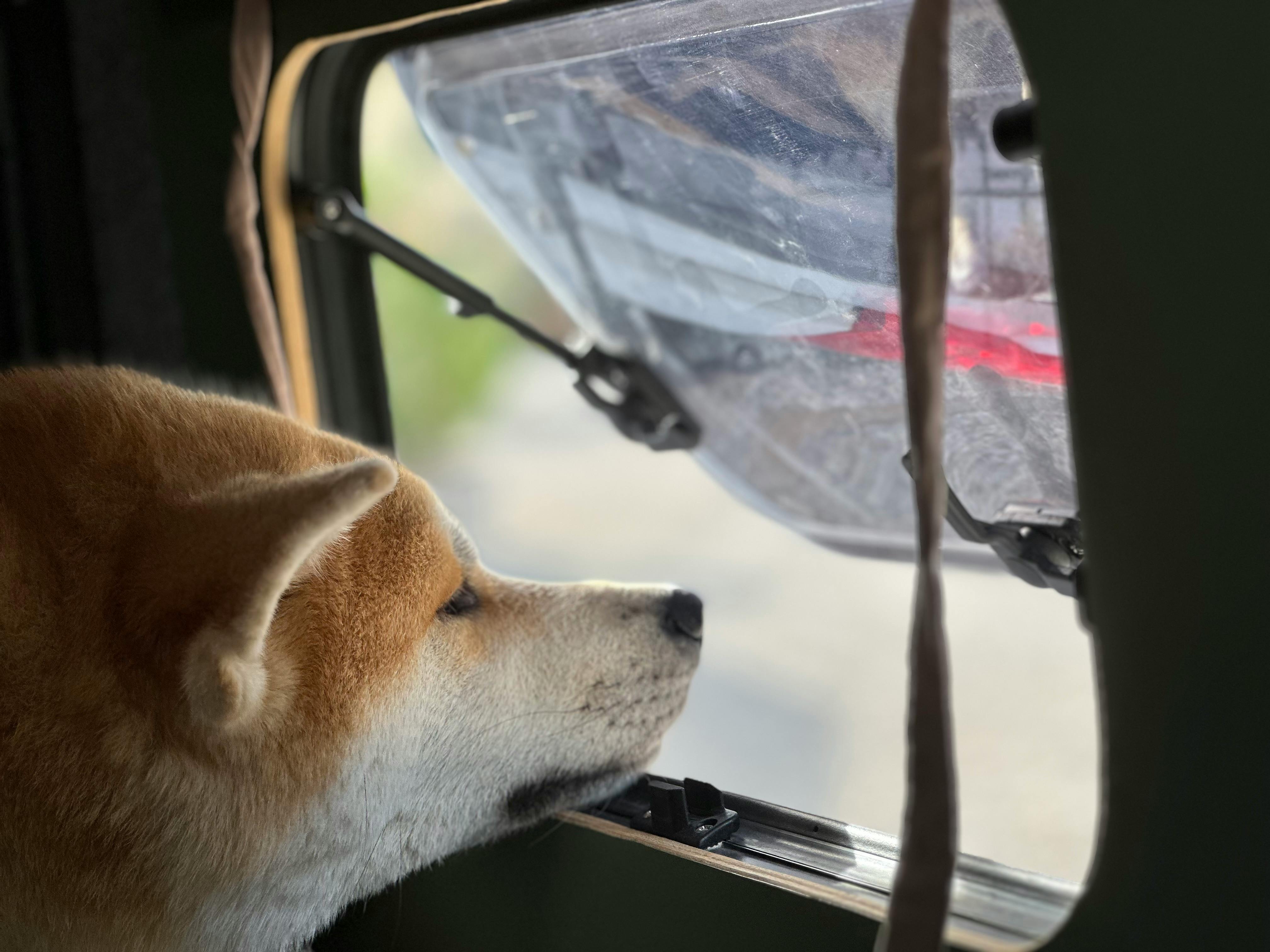 Shiba Inu Looking through Window · Free Stock Photo