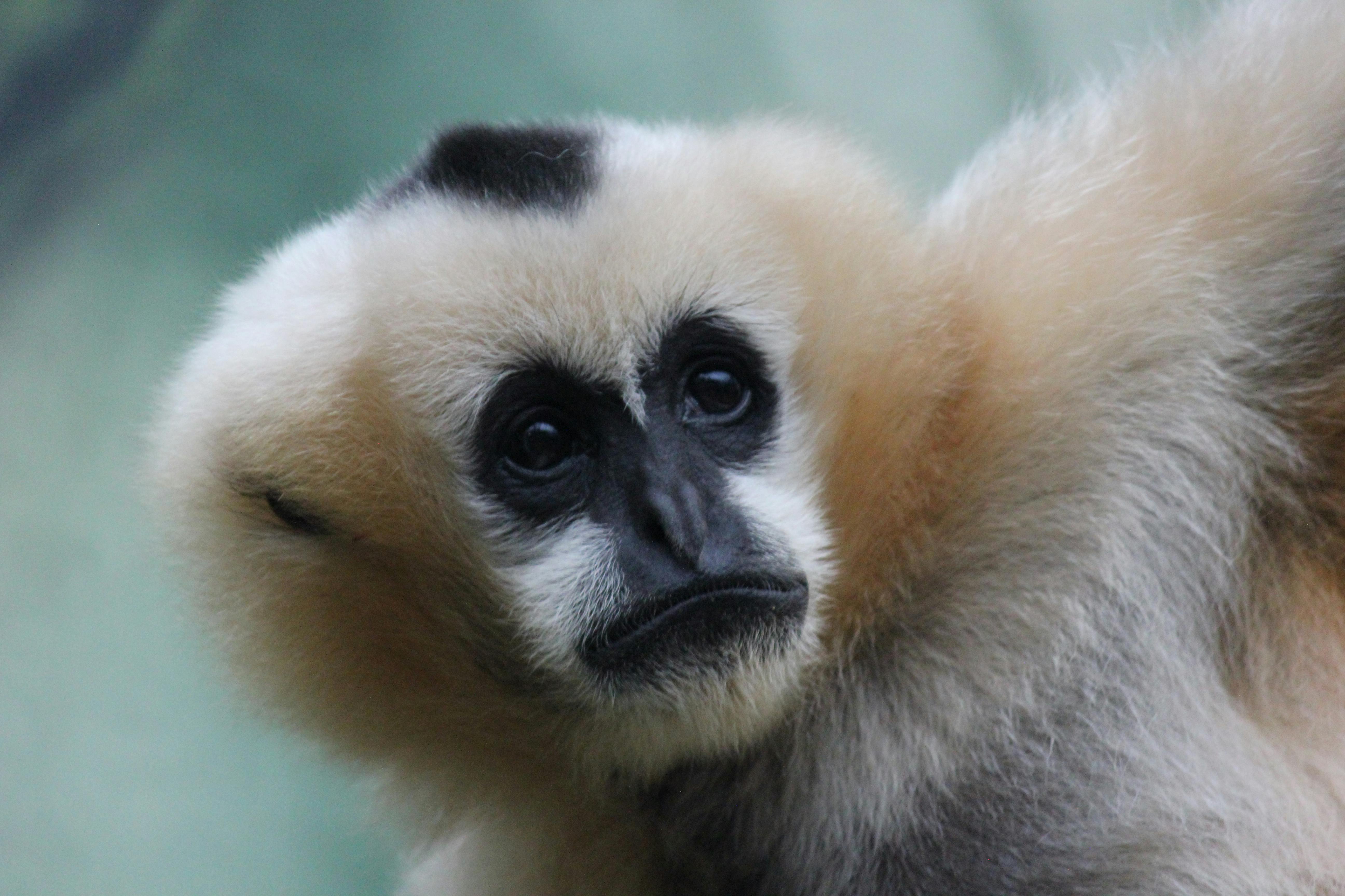 White Furry Northern White-cheeked Gibbon Monkey Looking · Free Stock Photo