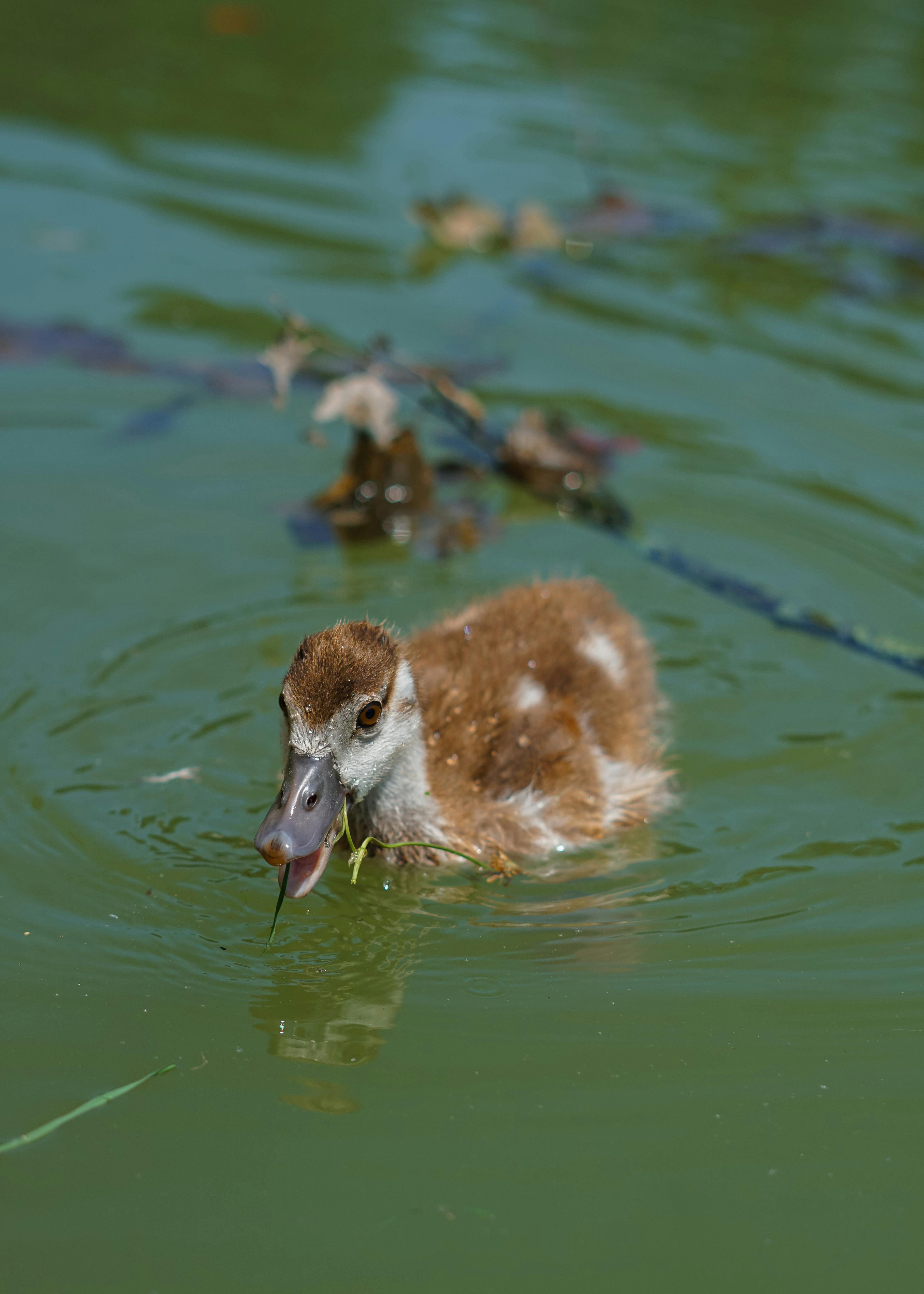 Duckling on Lake · Free Stock Photo