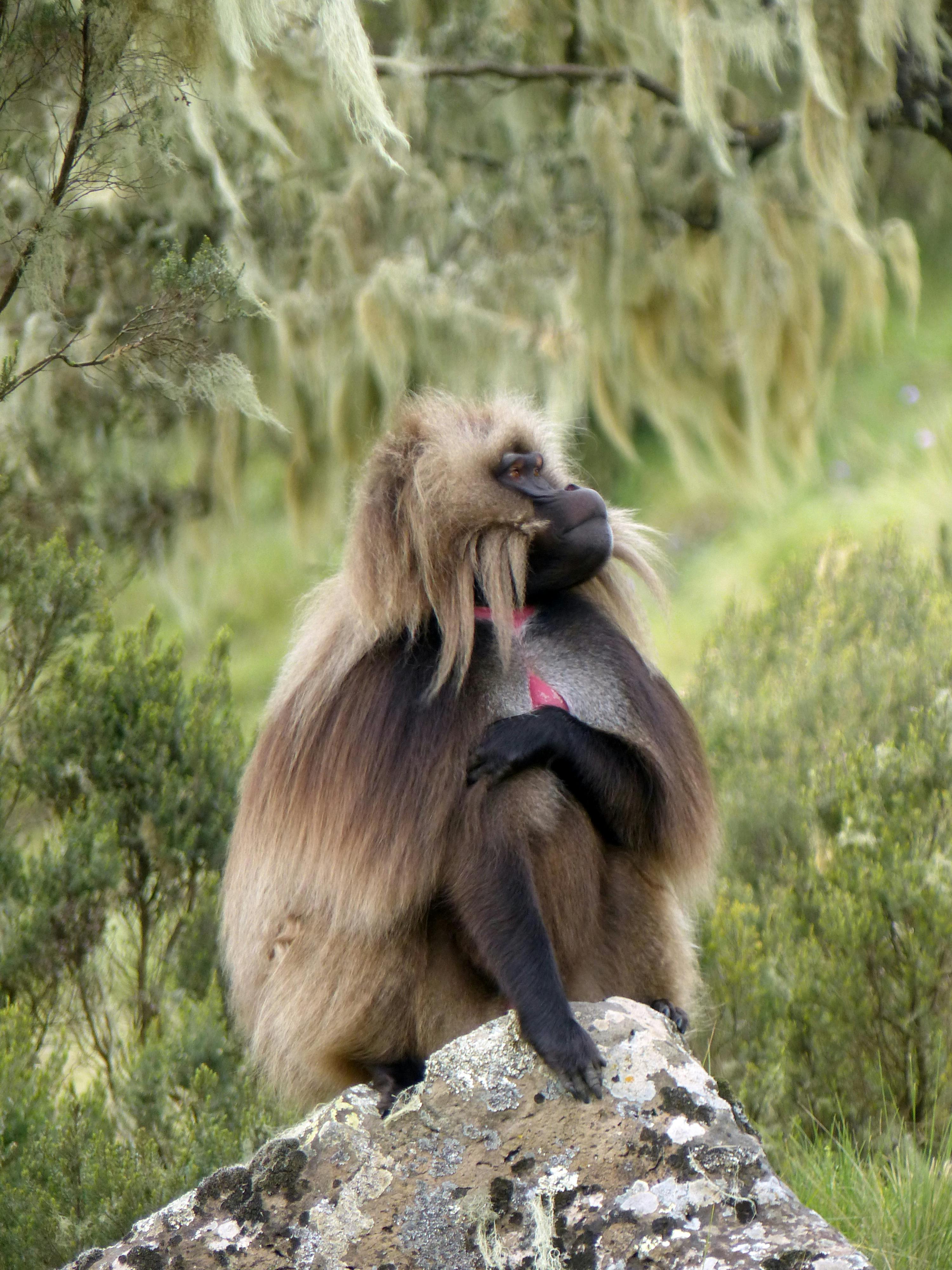 Ethiopian Geladas, the herbivorous monkeys · Free Stock Photo