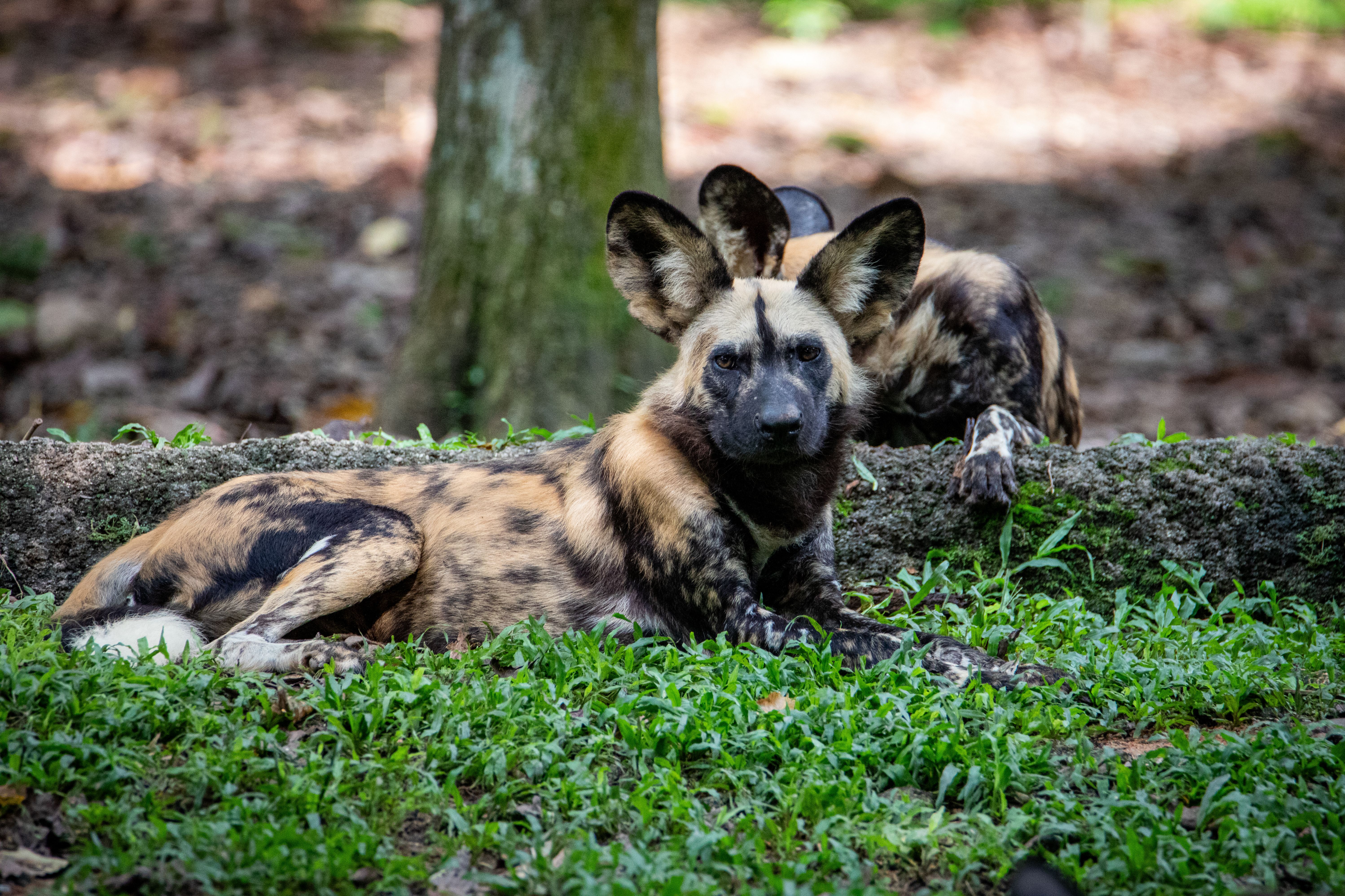 Painted Dogs Photos, Download The BEST Free Painted Dogs Stock Photos ...