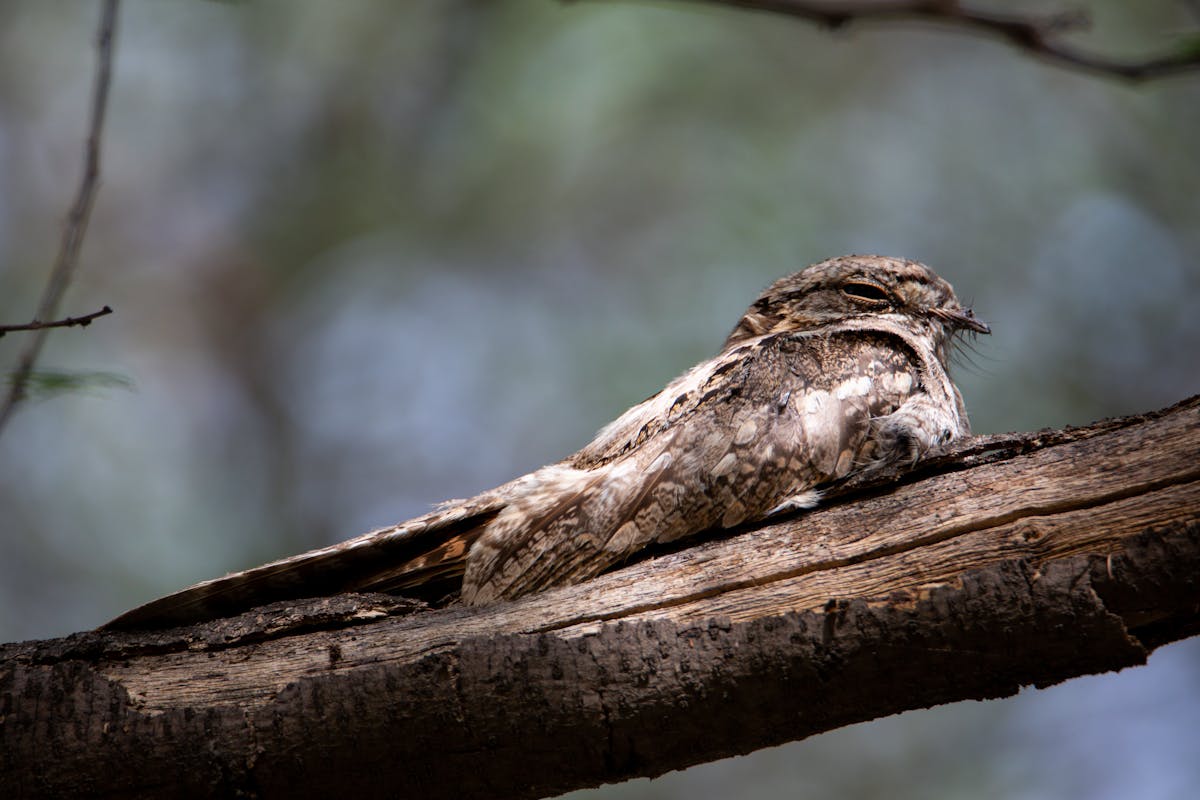 Great Eared Nightjar: Species Overview & Fascinating Facts