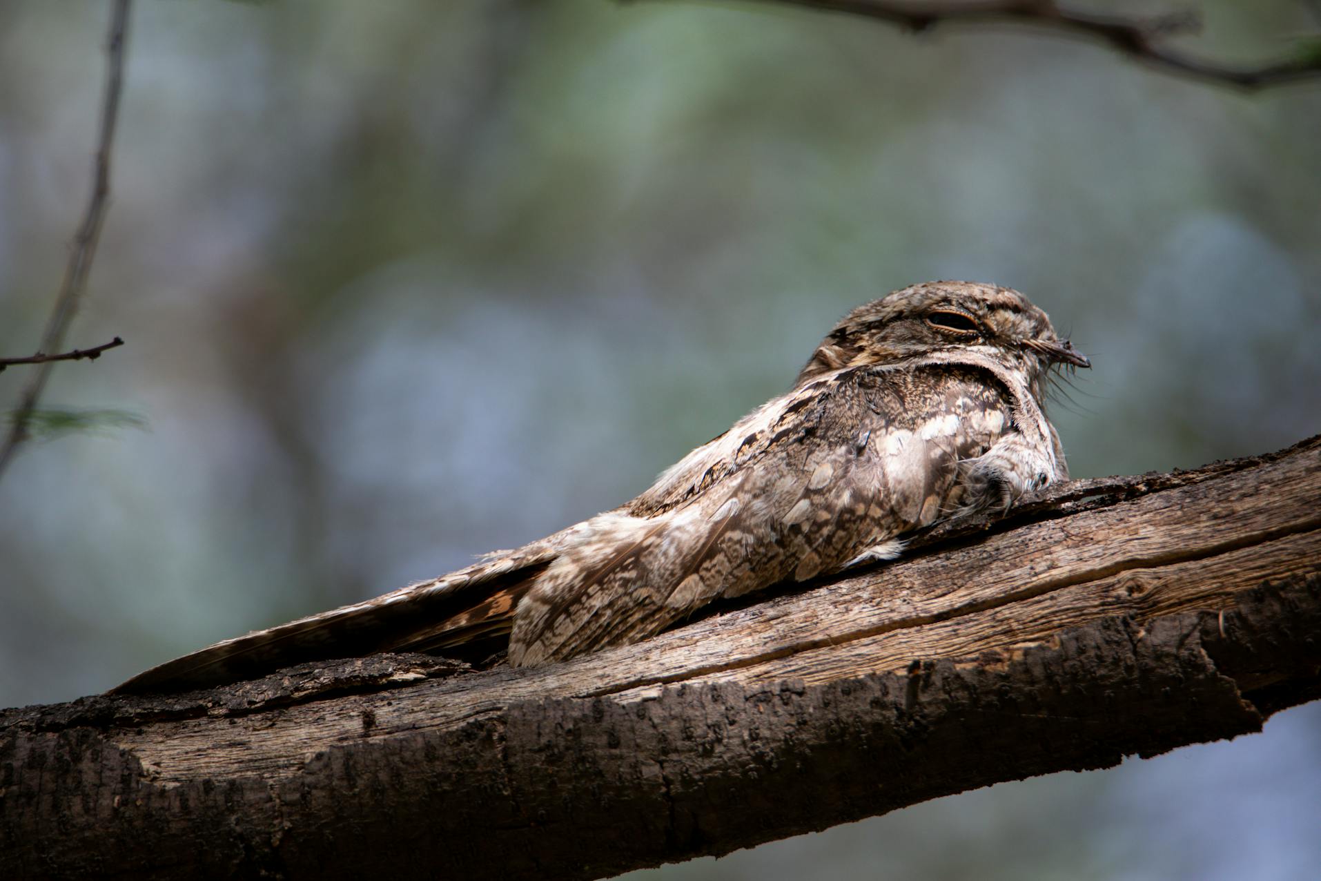 Great Eared Nightjar: Species Overview & Fascinating Facts
