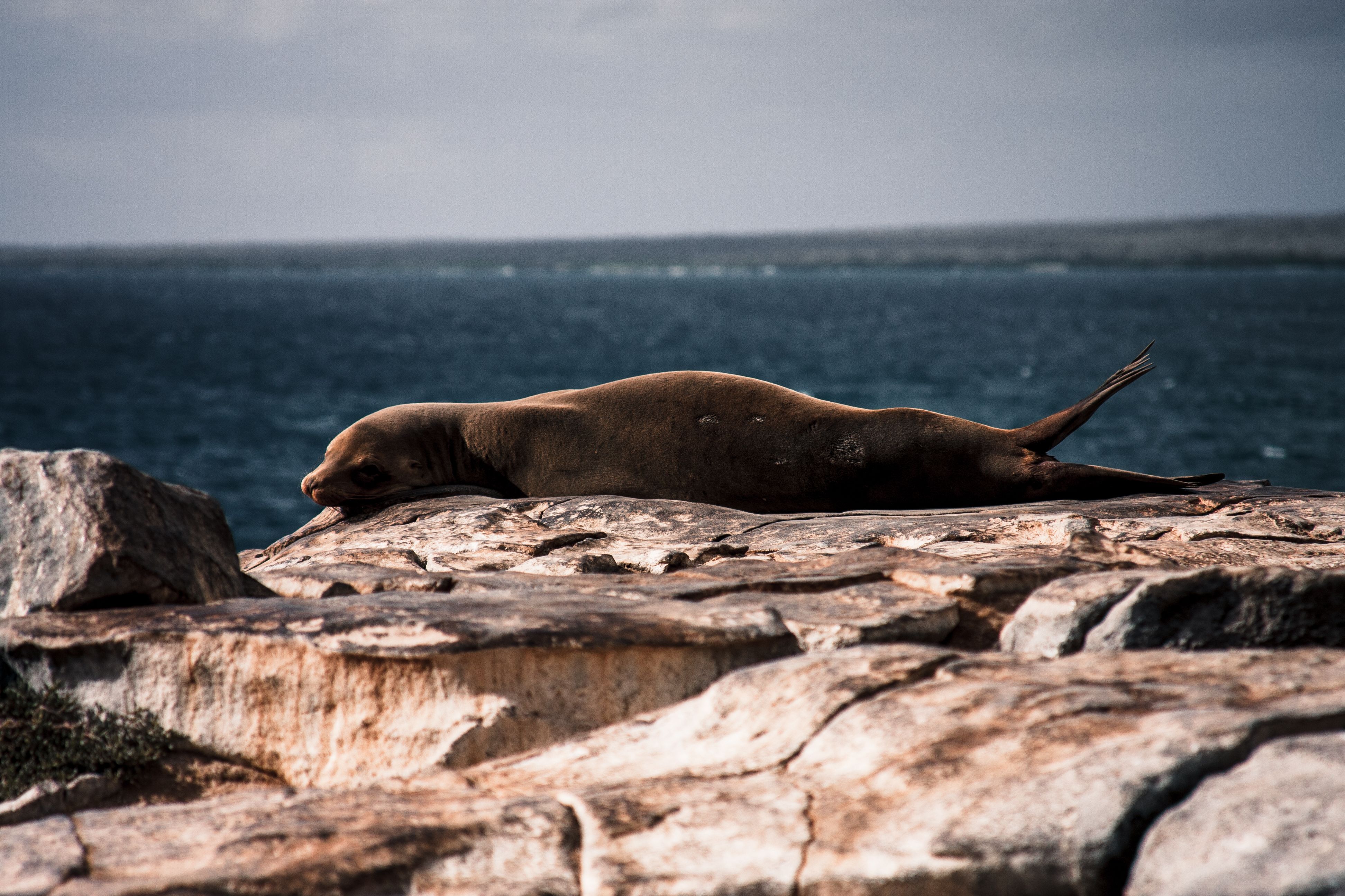 California Sea Lion Basking on a Rock by the Ocean · Free Stock Photo
