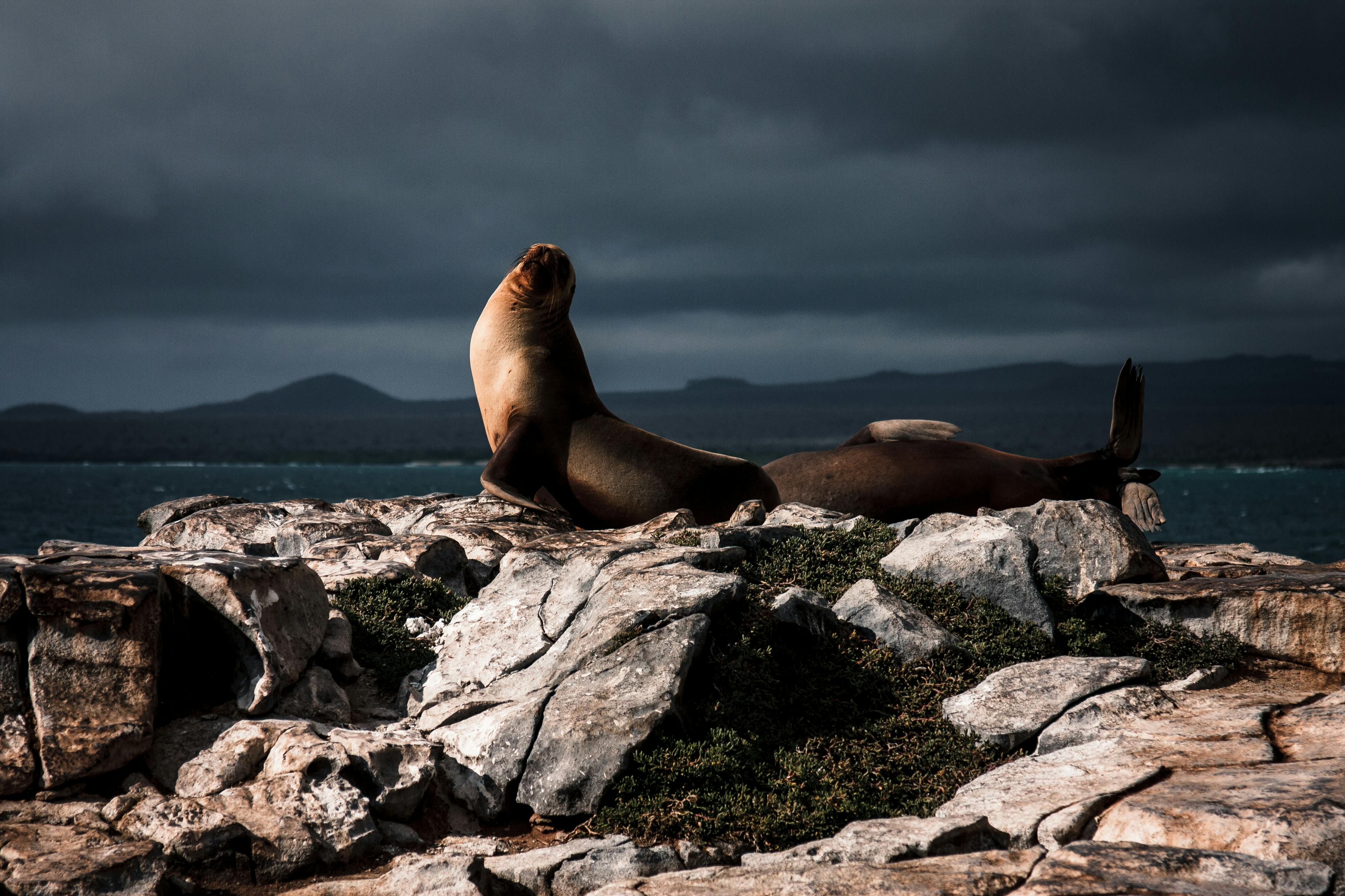 Galapagos Sea Lion Posing on Rocky Shore · Free Stock Photo