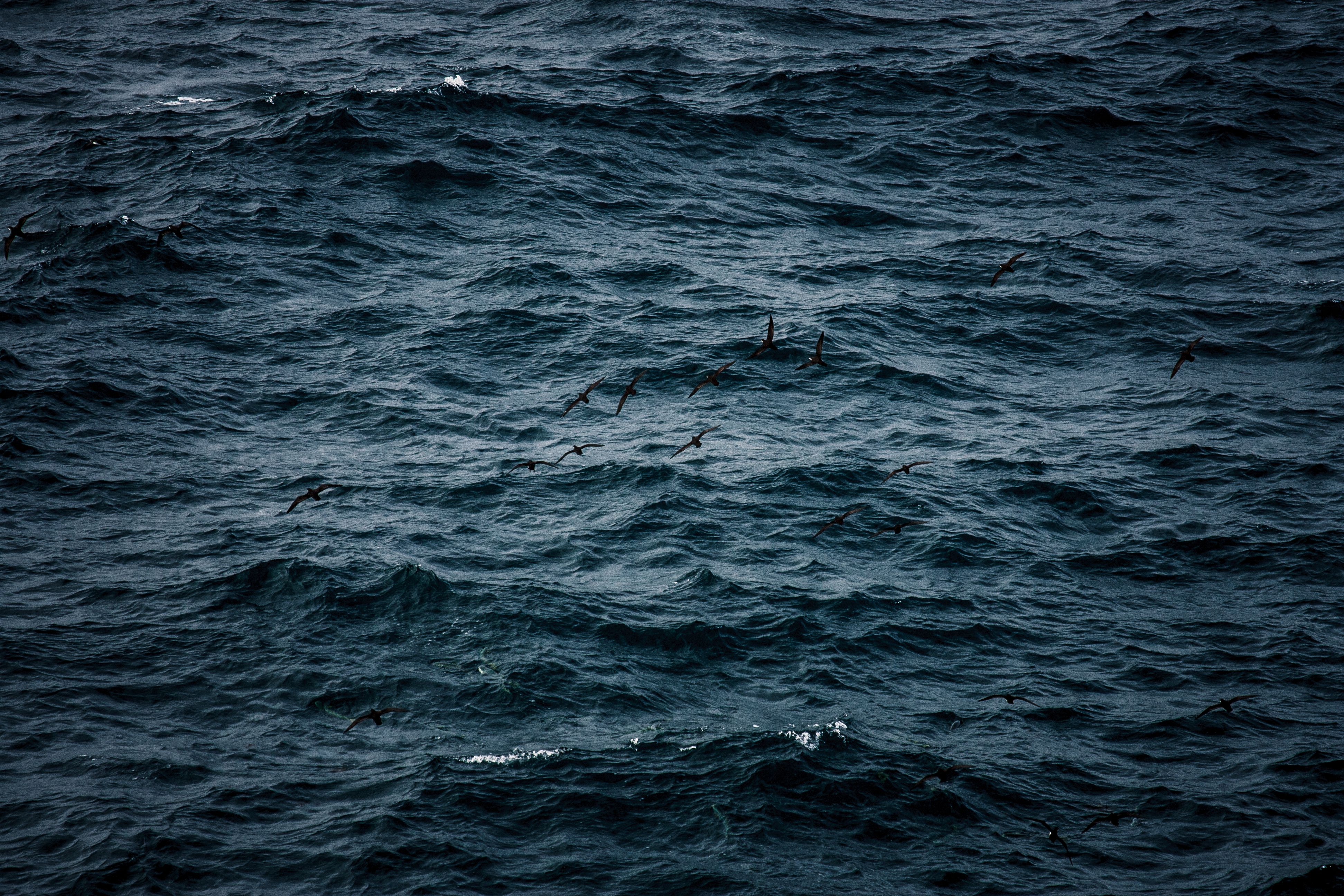 Galapagos Wildlife Birds Soaring Over Ocean Waves · Free Stock Photo