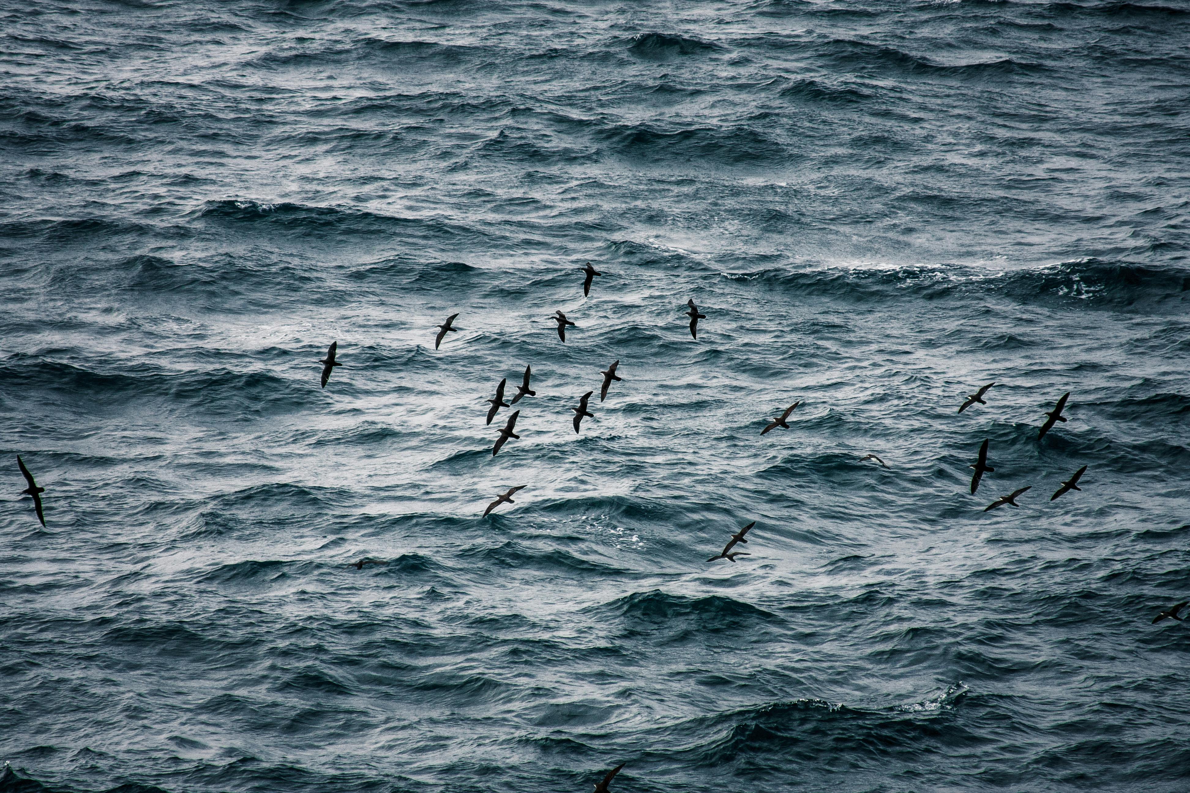 Seabirds In Flight Photos, Download The BEST Free Seabirds In Flight ...