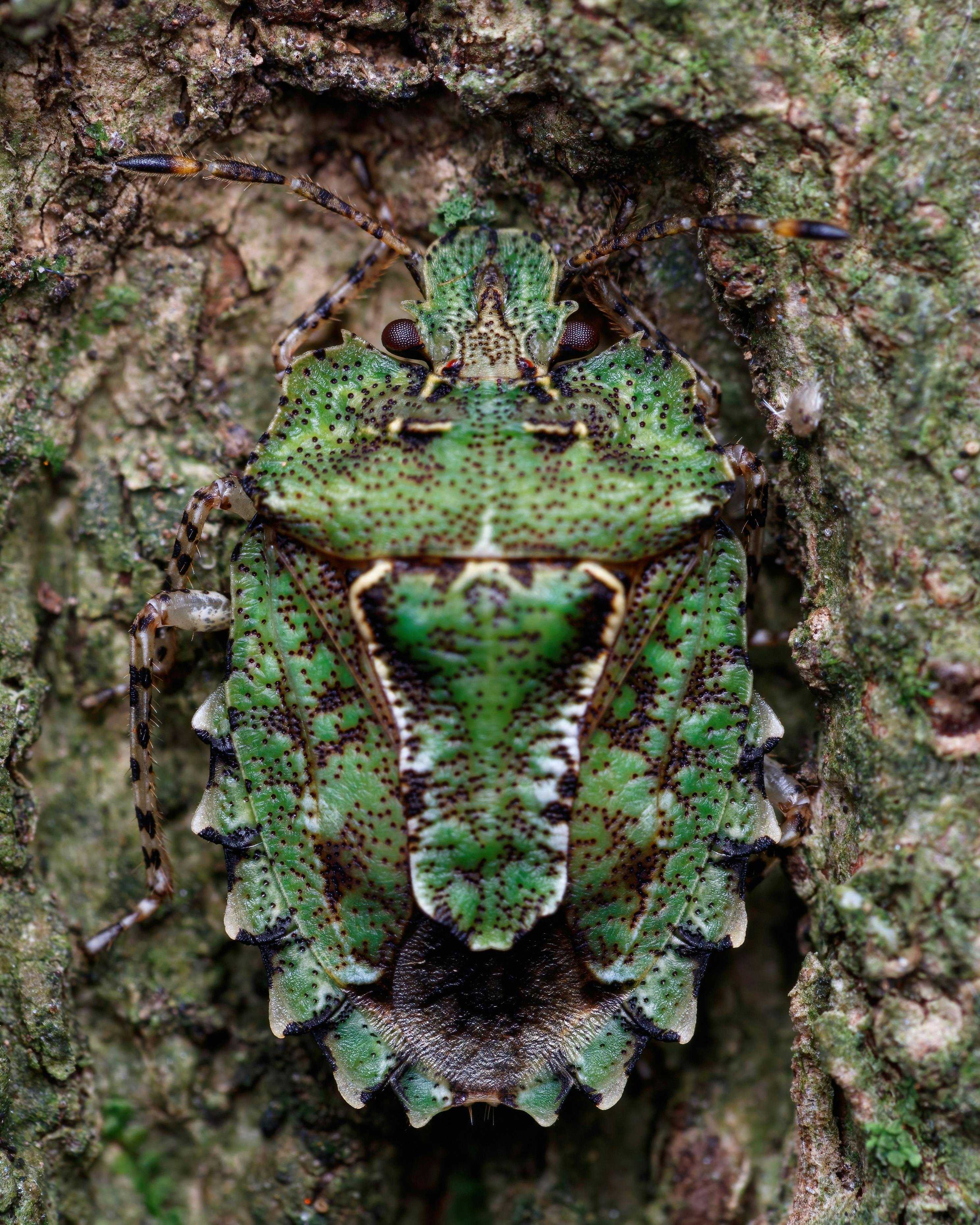 Green Stink Bug on a Tree Trunk · Free Stock Photo