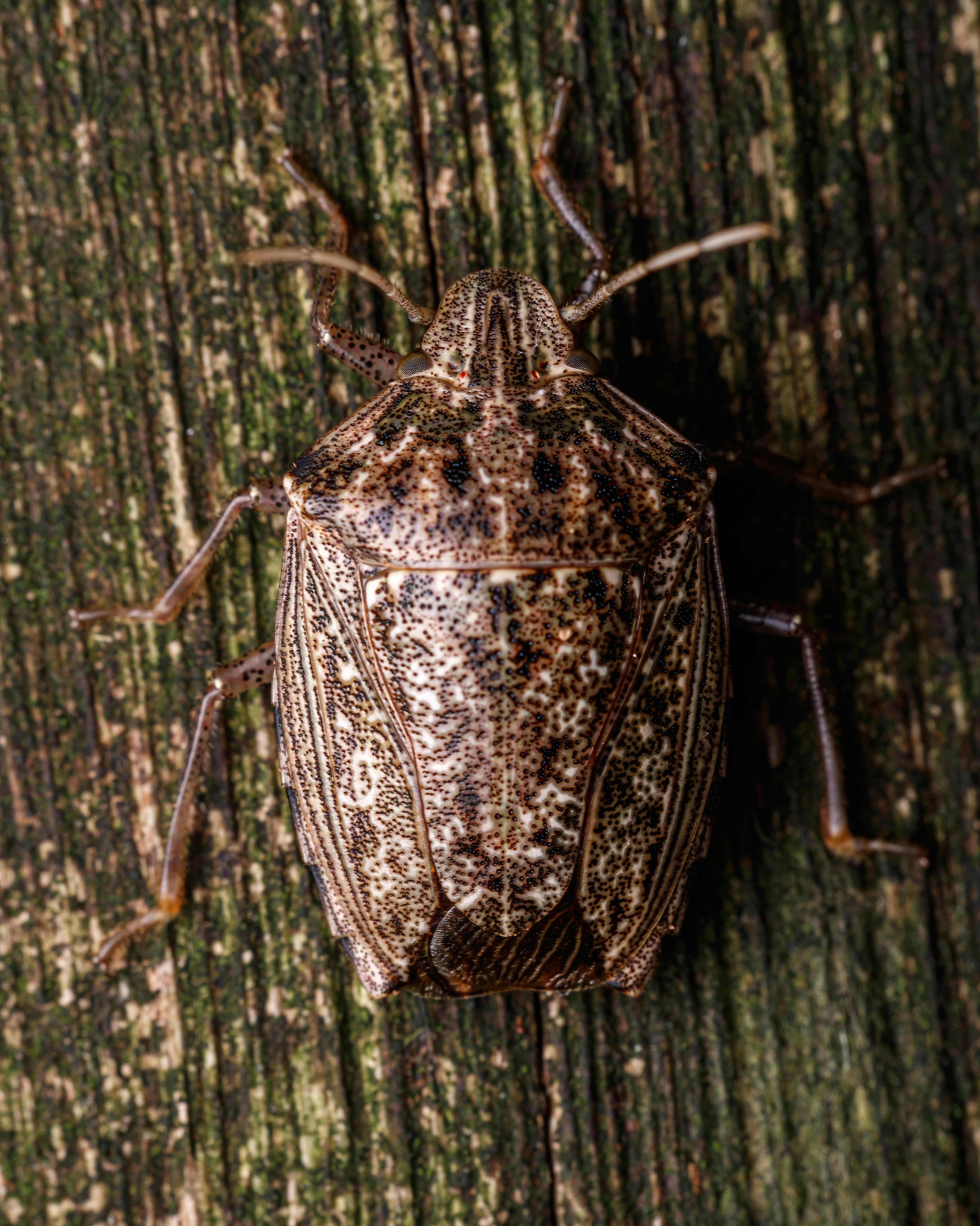 A bug with brown and black spots on its back · Free Stock Photo