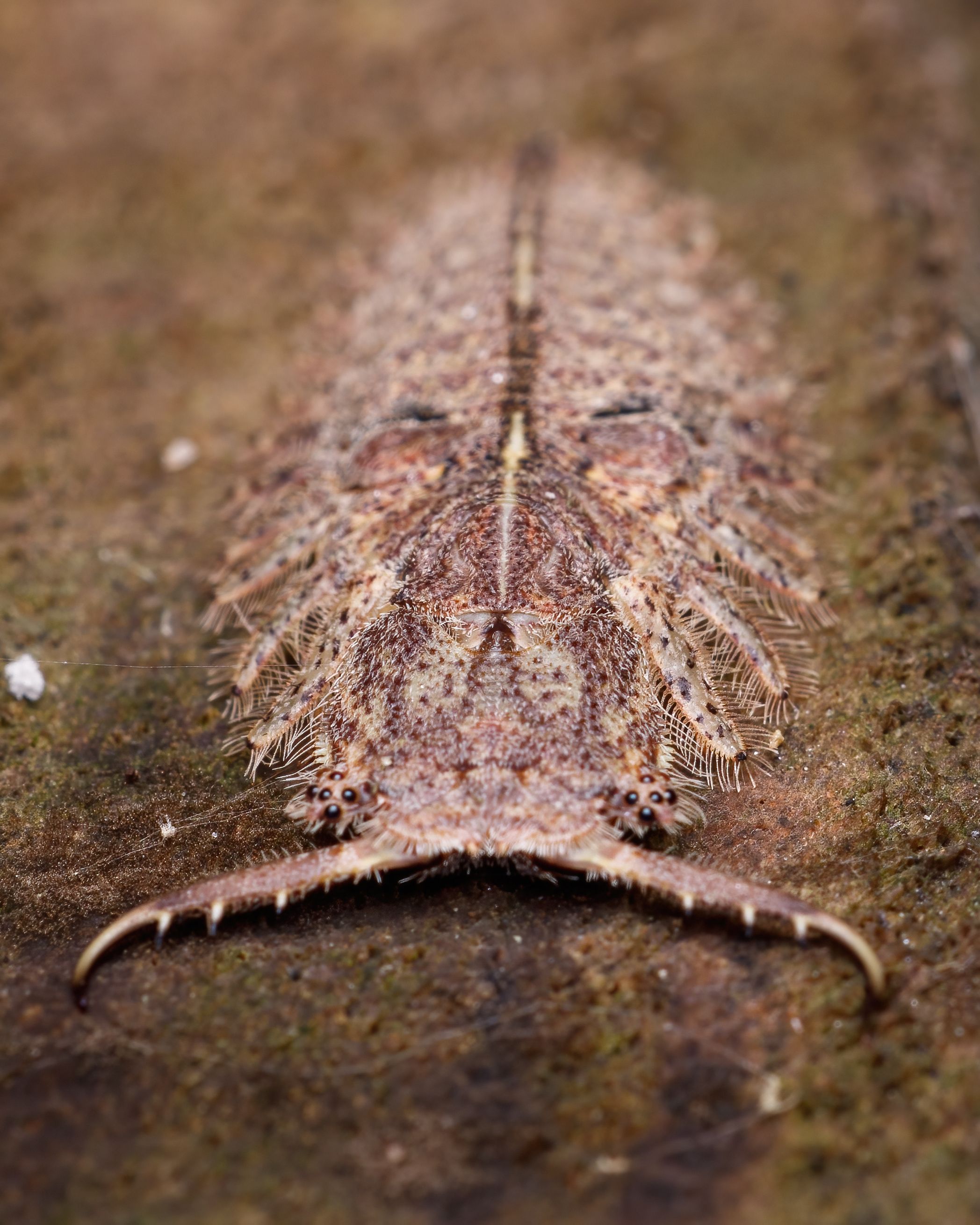 Larva of Owlfly · Free Stock Photo