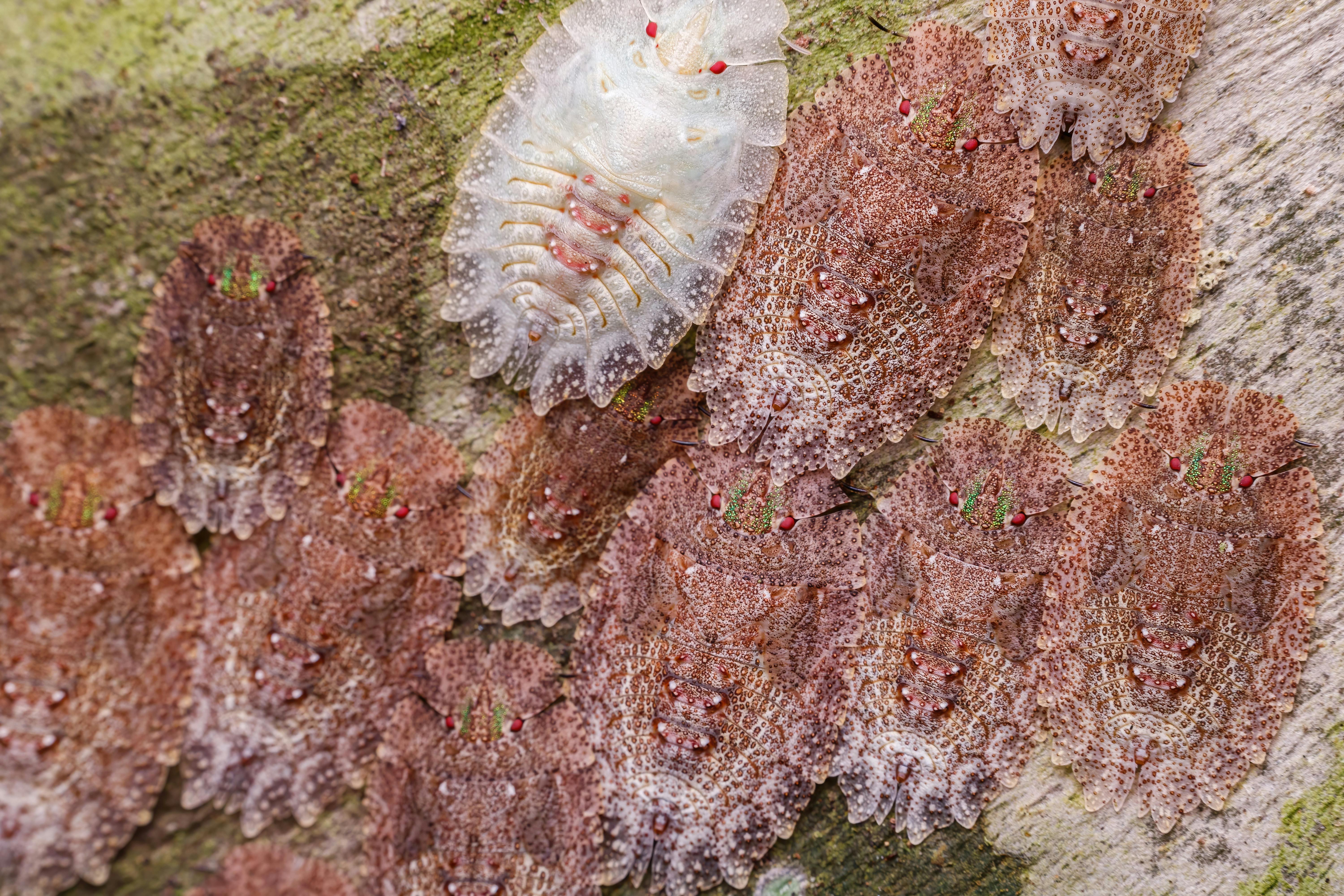 Larvae of Owlflies · Free Stock Photo