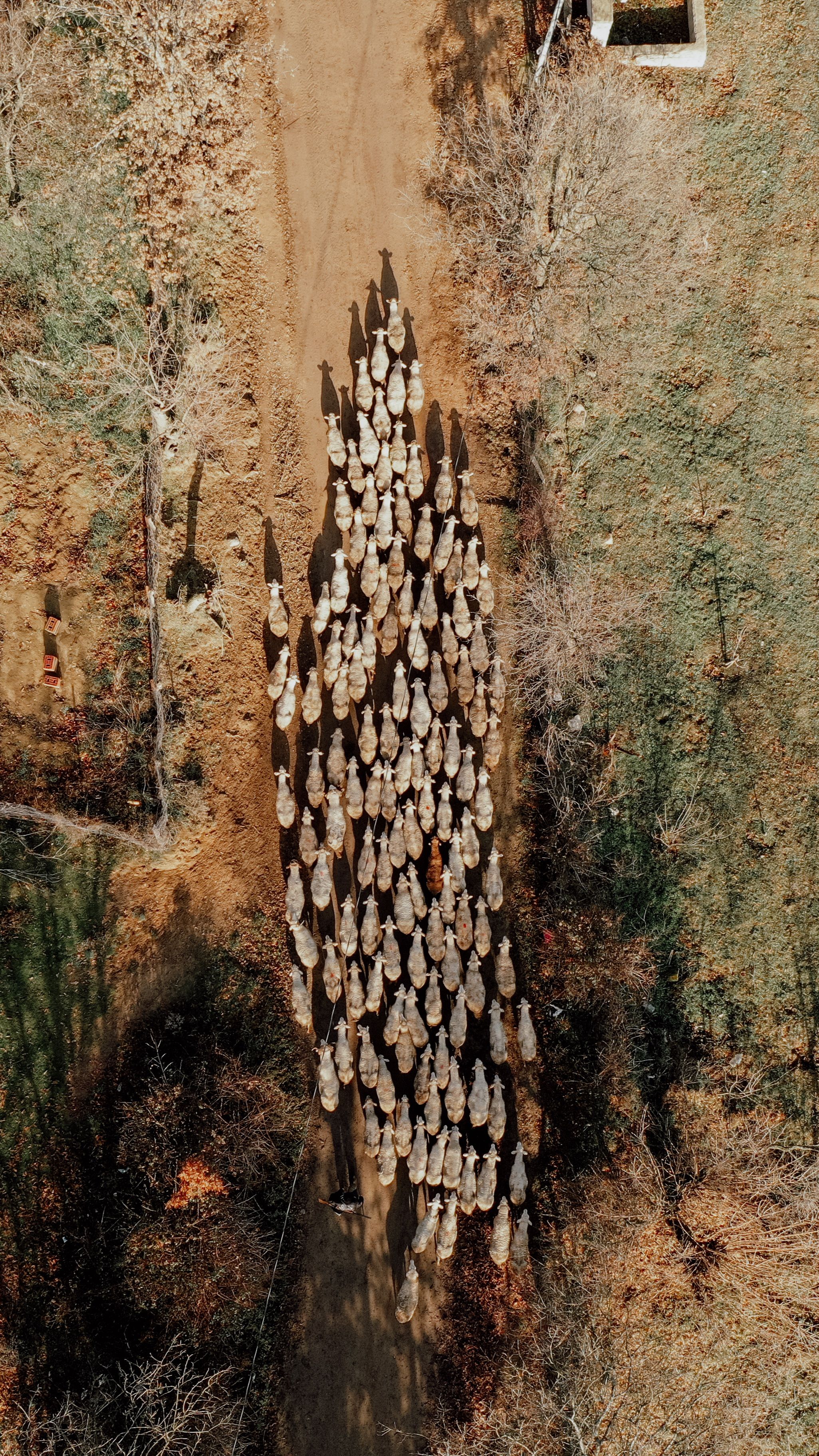 Aerial View of a Flock of Sheep Walking along a Dirt Road · Free Stock ...