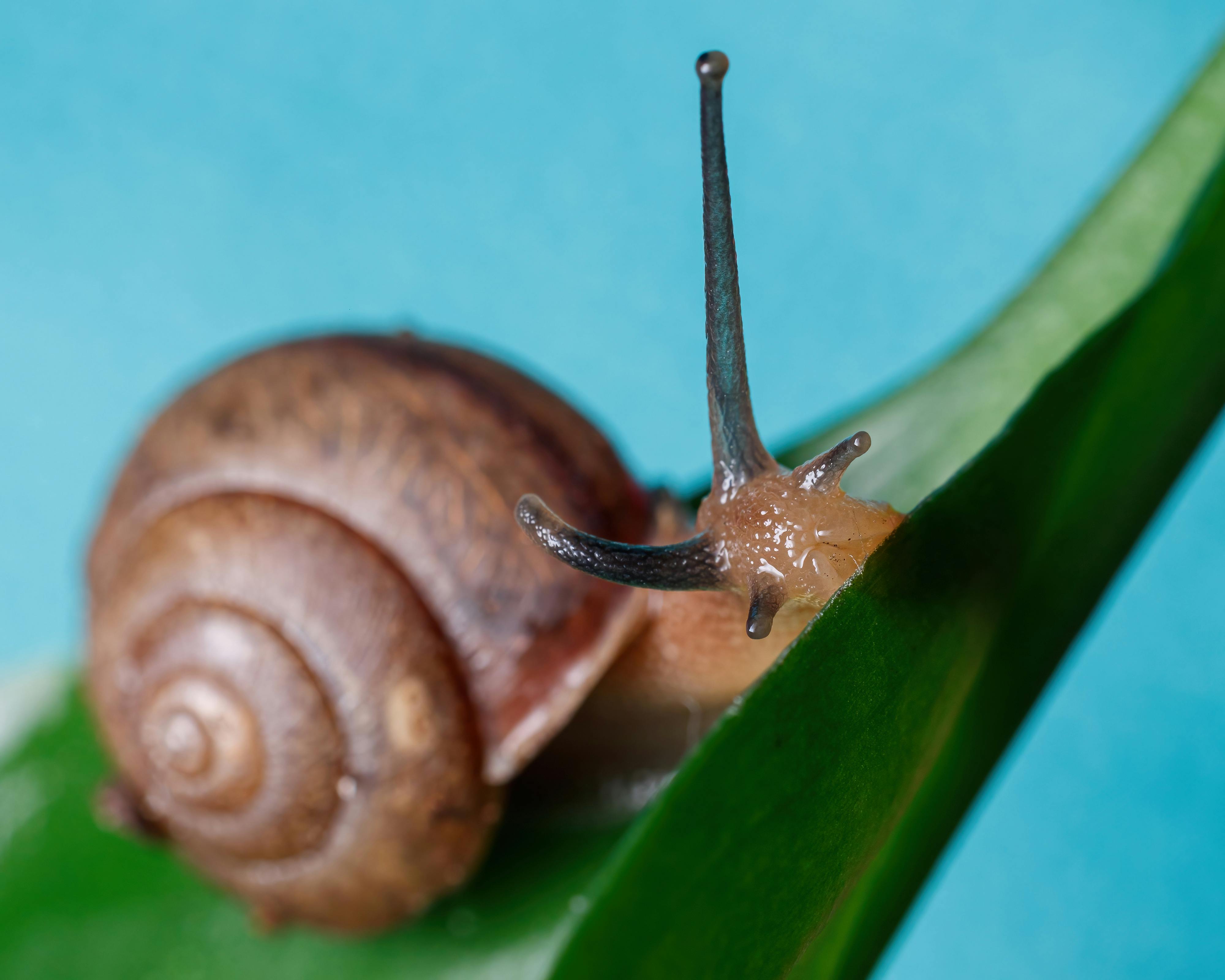 Slug Name Photos, Download The BEST Free Slug Name Stock Photos & HD Images