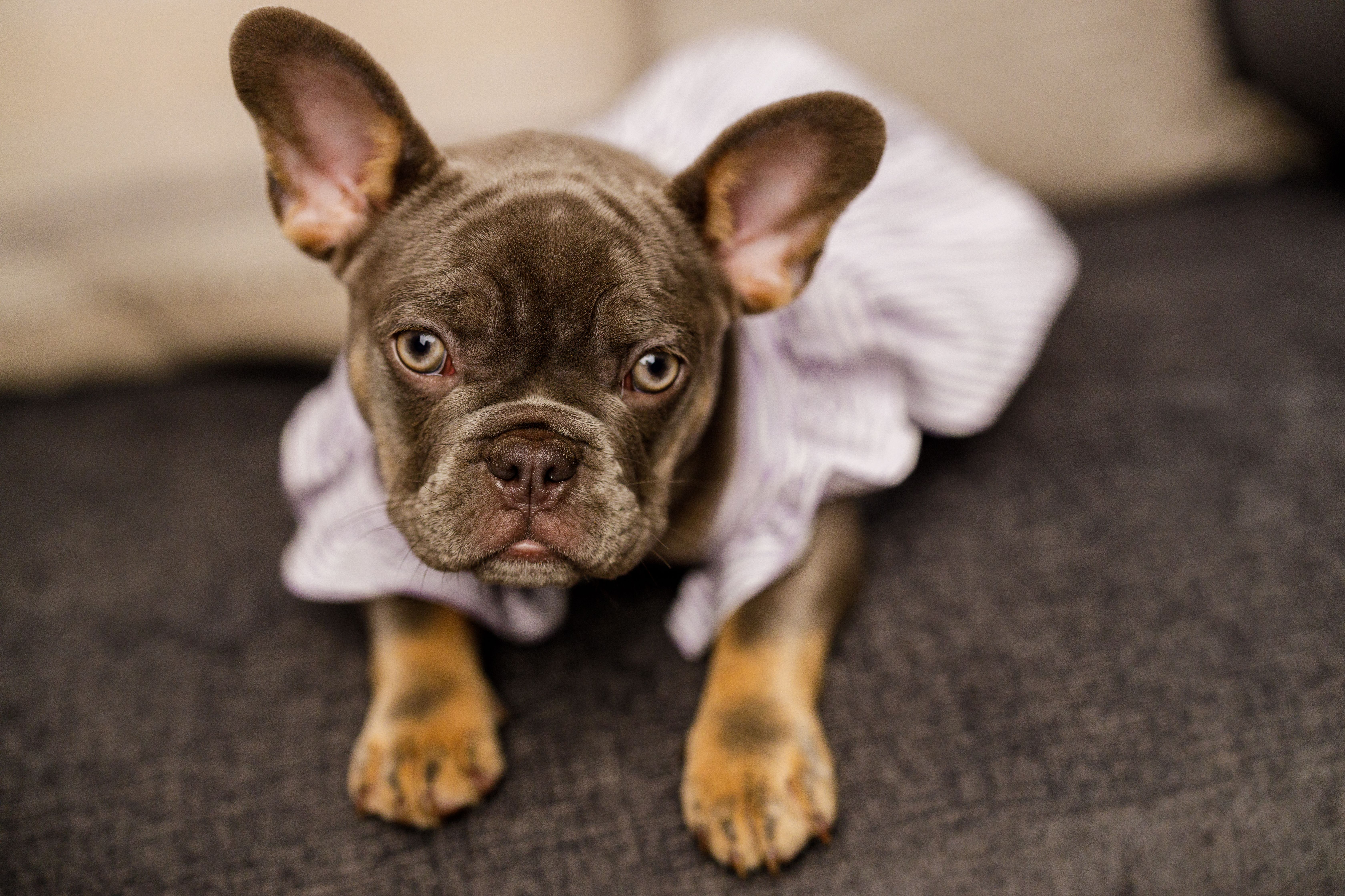 Portrait of a French Bulldog Puppy Lying on the Floor · Free Stock Photo