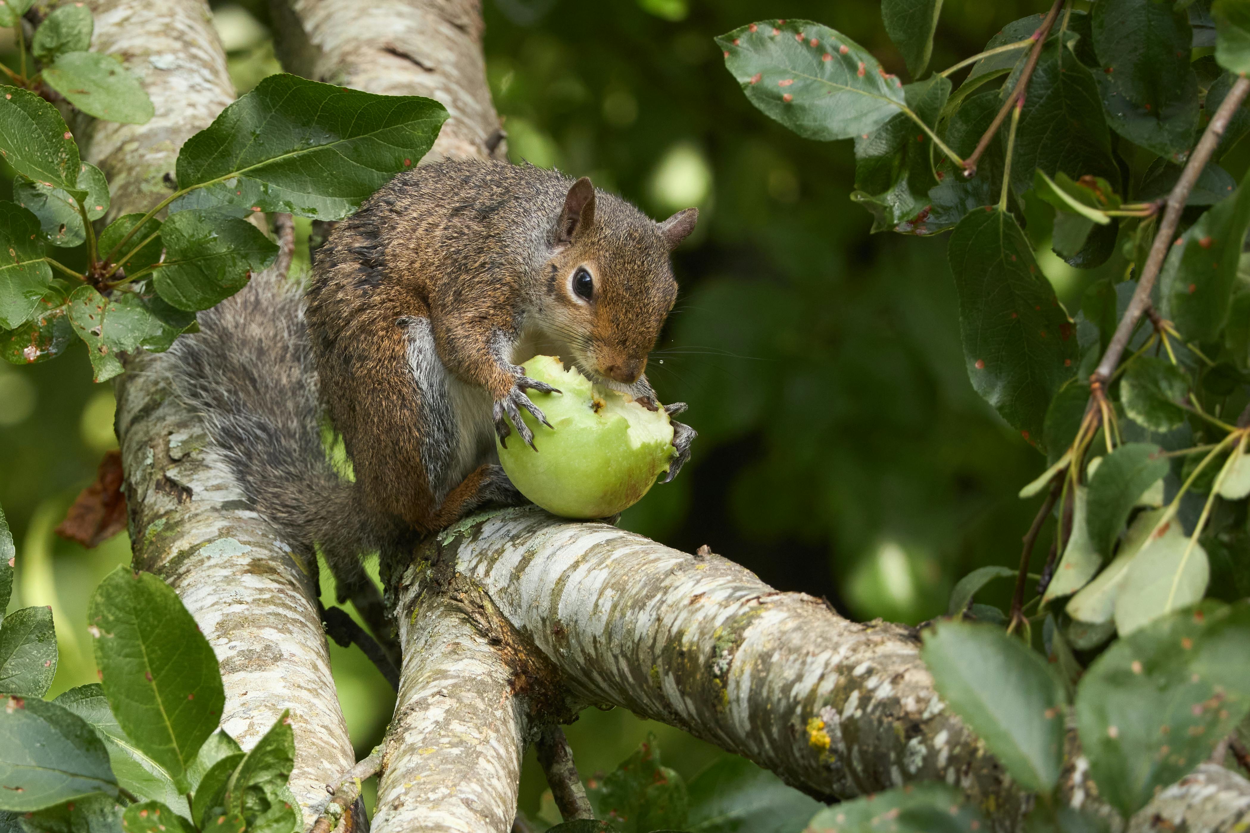 Squirrel Eating an Apple While Sitting on a Tree Branch · Free Stock Photo