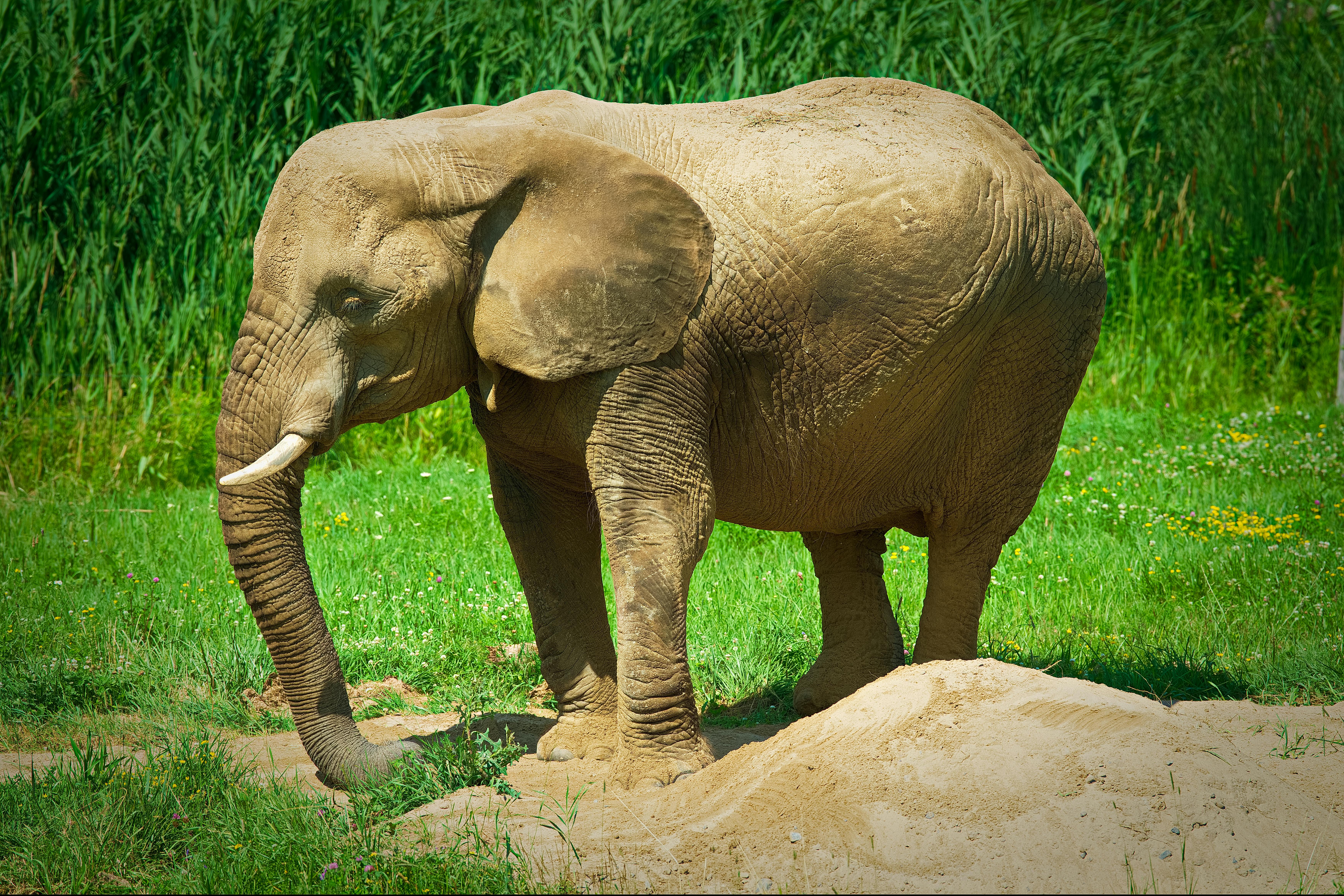 Photo of Baby Elephant Sleeping on the Ground · Free Stock Photo