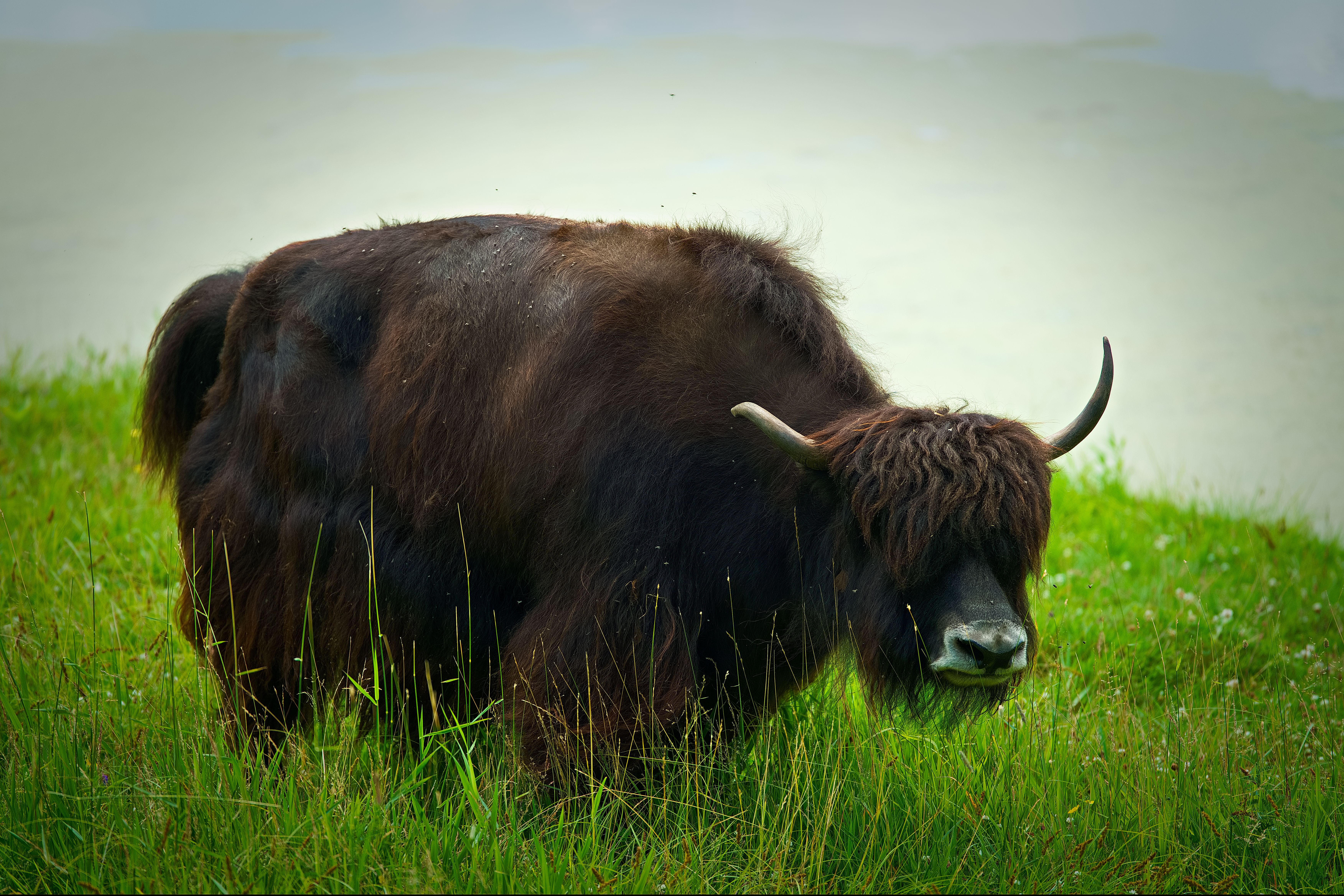 Domestic Yak in Meadow · Free Stock Photo