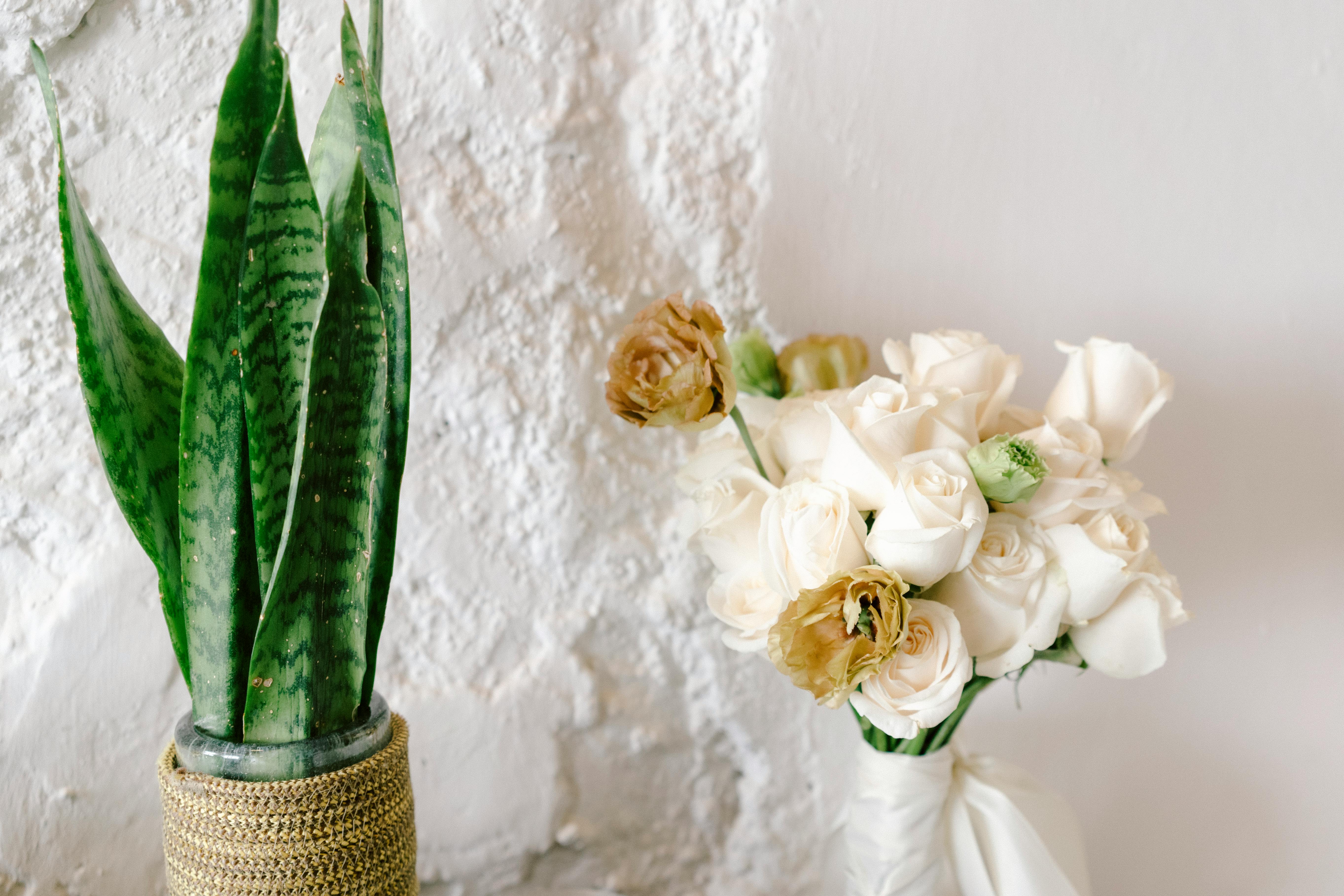 Best Snake Repellent Plant to Keep Snakes Away Naturally