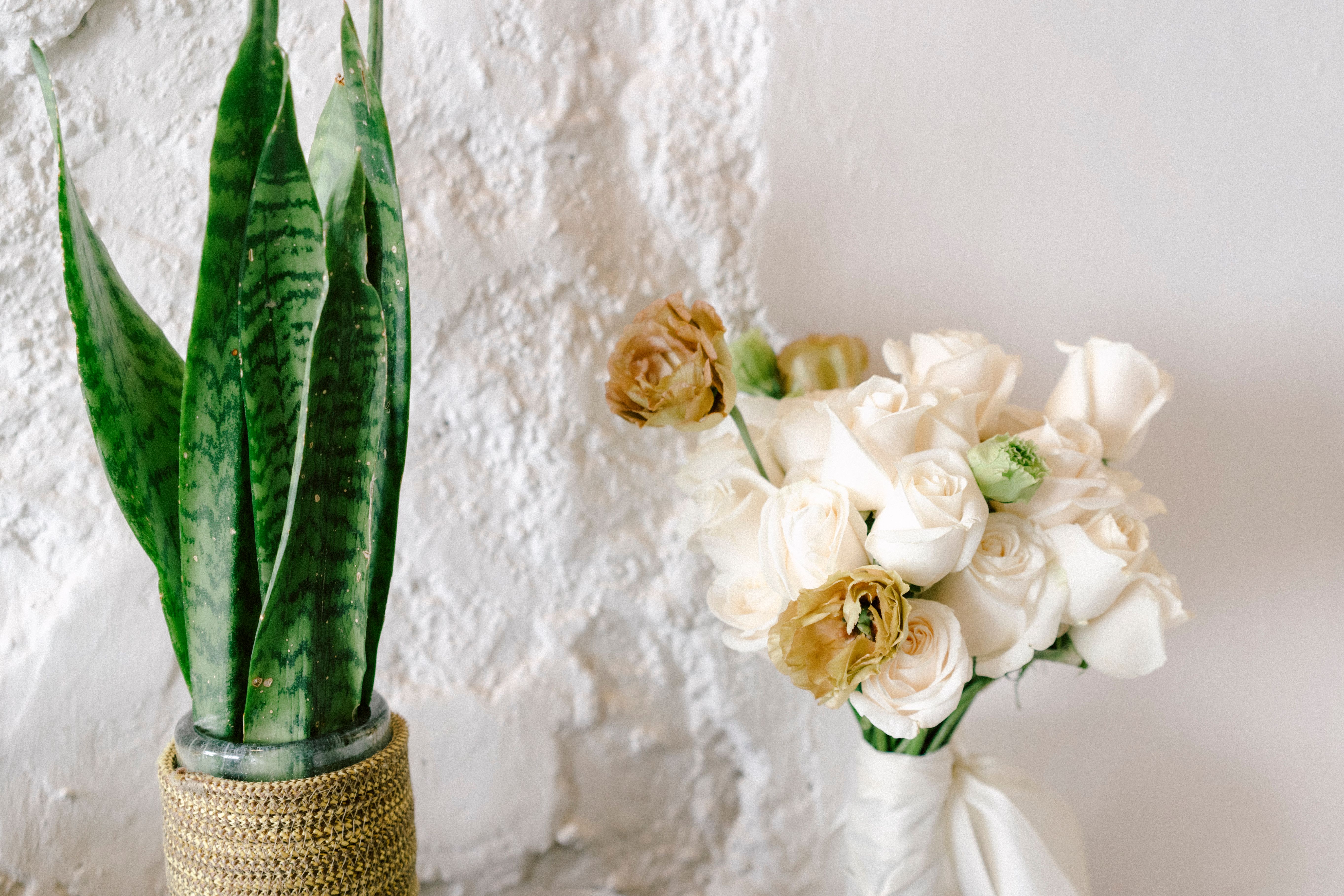 Snake Between Roses Photos, Download The BEST Free Snake Between Roses ...