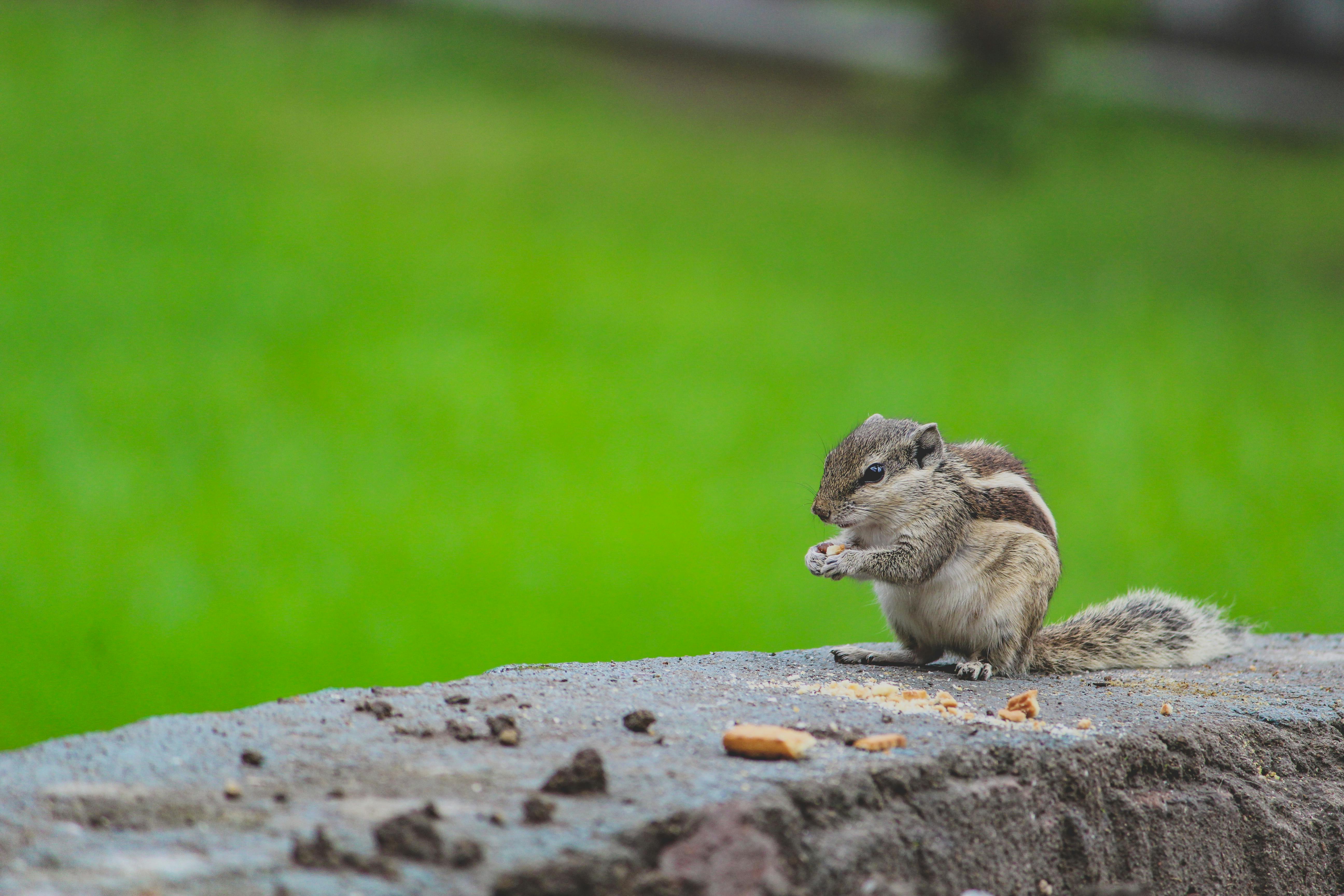 Squirrel Eating Biscuits on a Wall · Free Stock Photo