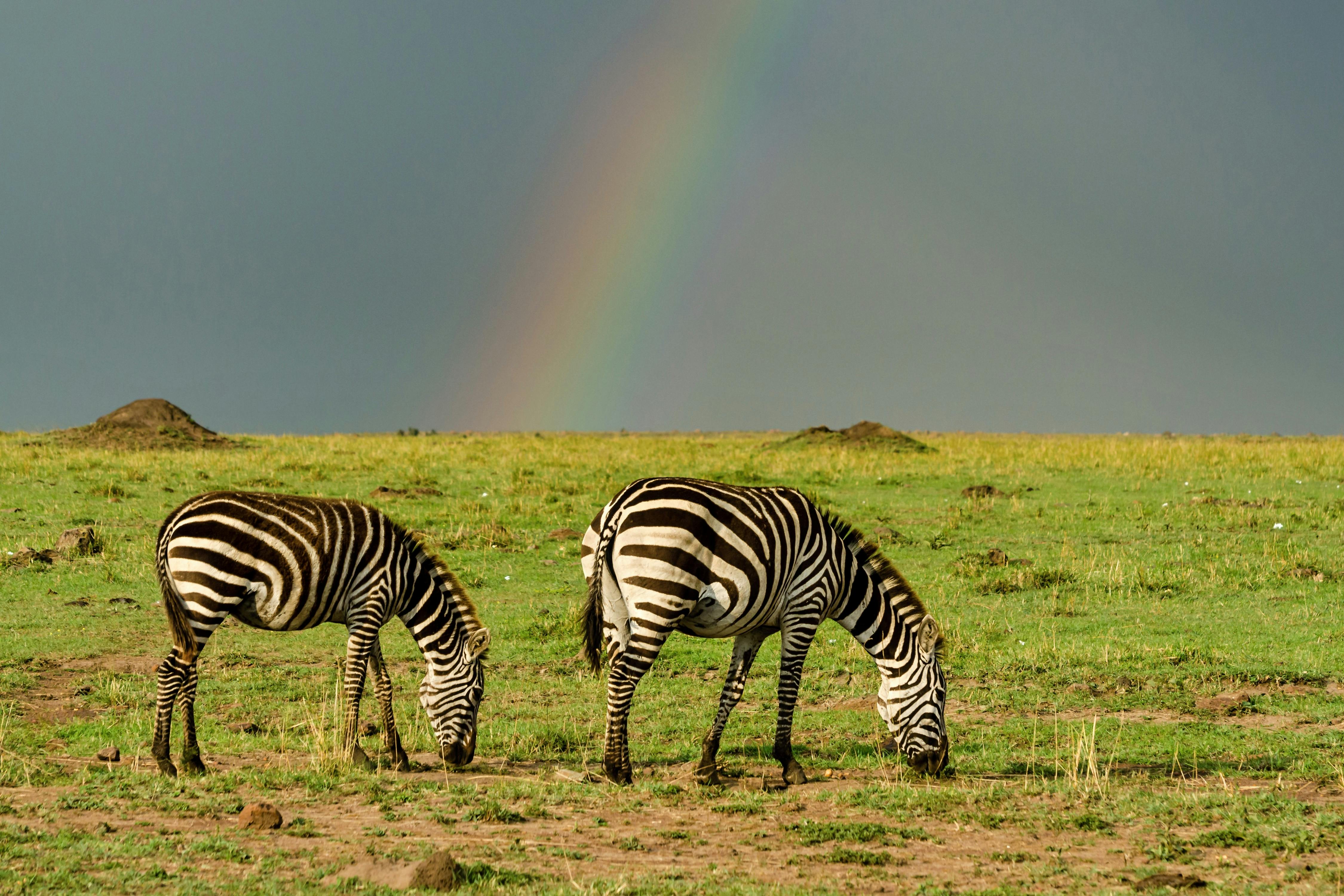 Zebras Grazing, and a Rainbow in the Sky · Free Stock Photo
