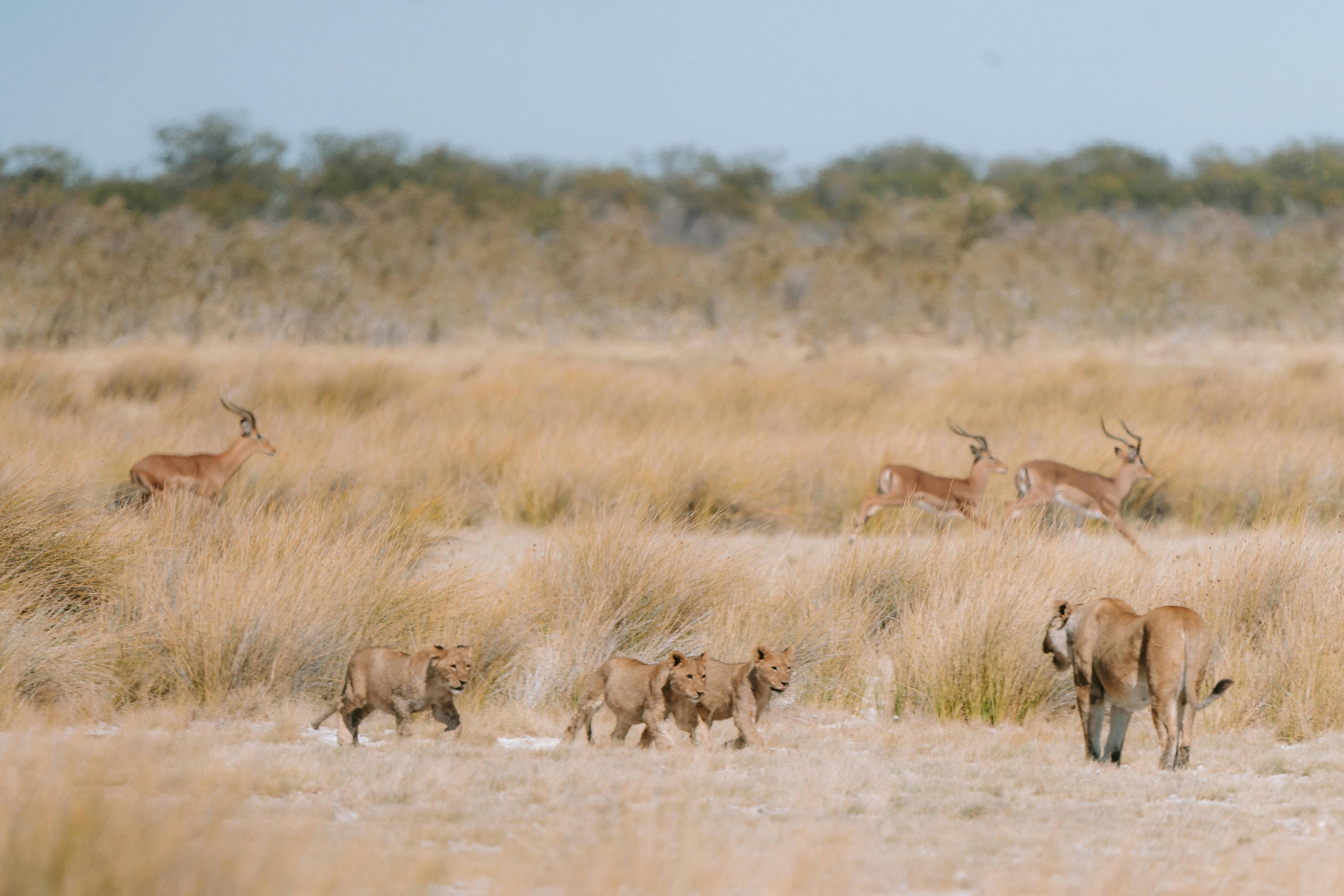 Lion with Cubes and Antelopes Walking on a Field · Free Stock Photo